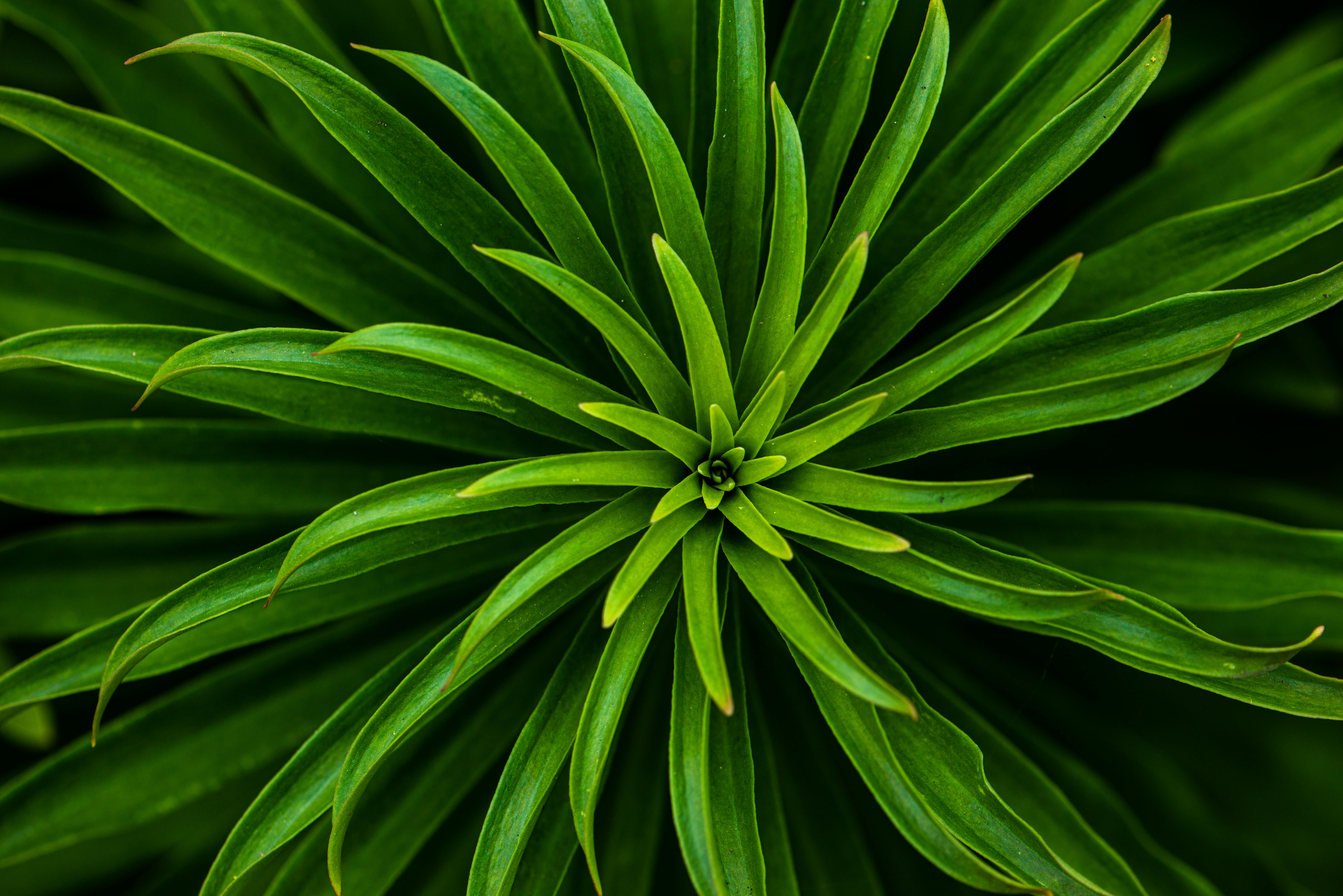 Close Up Photo of Green Plant · Free Stock Photo