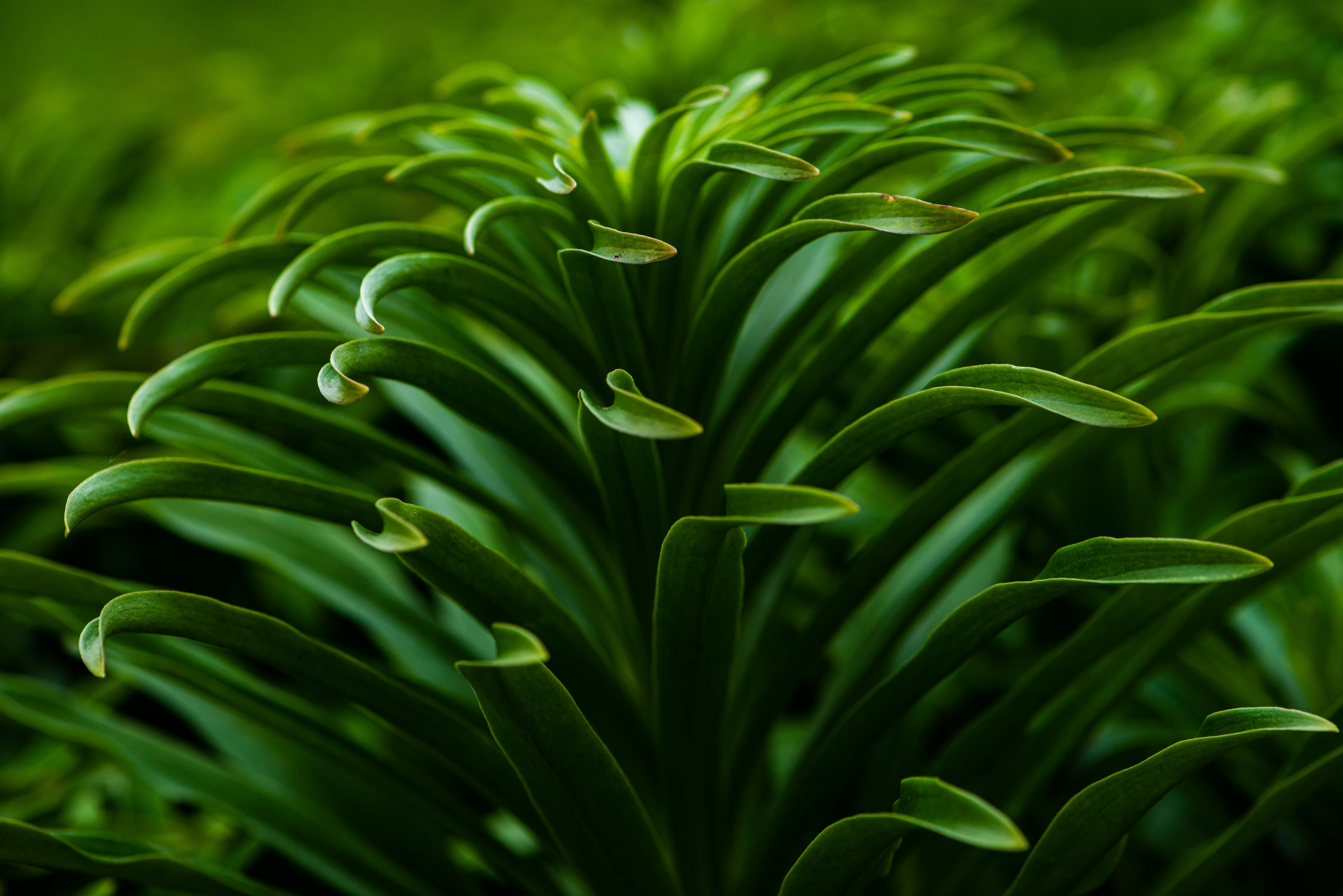 Close Up Photo of Green Plant · Free Stock Photo
