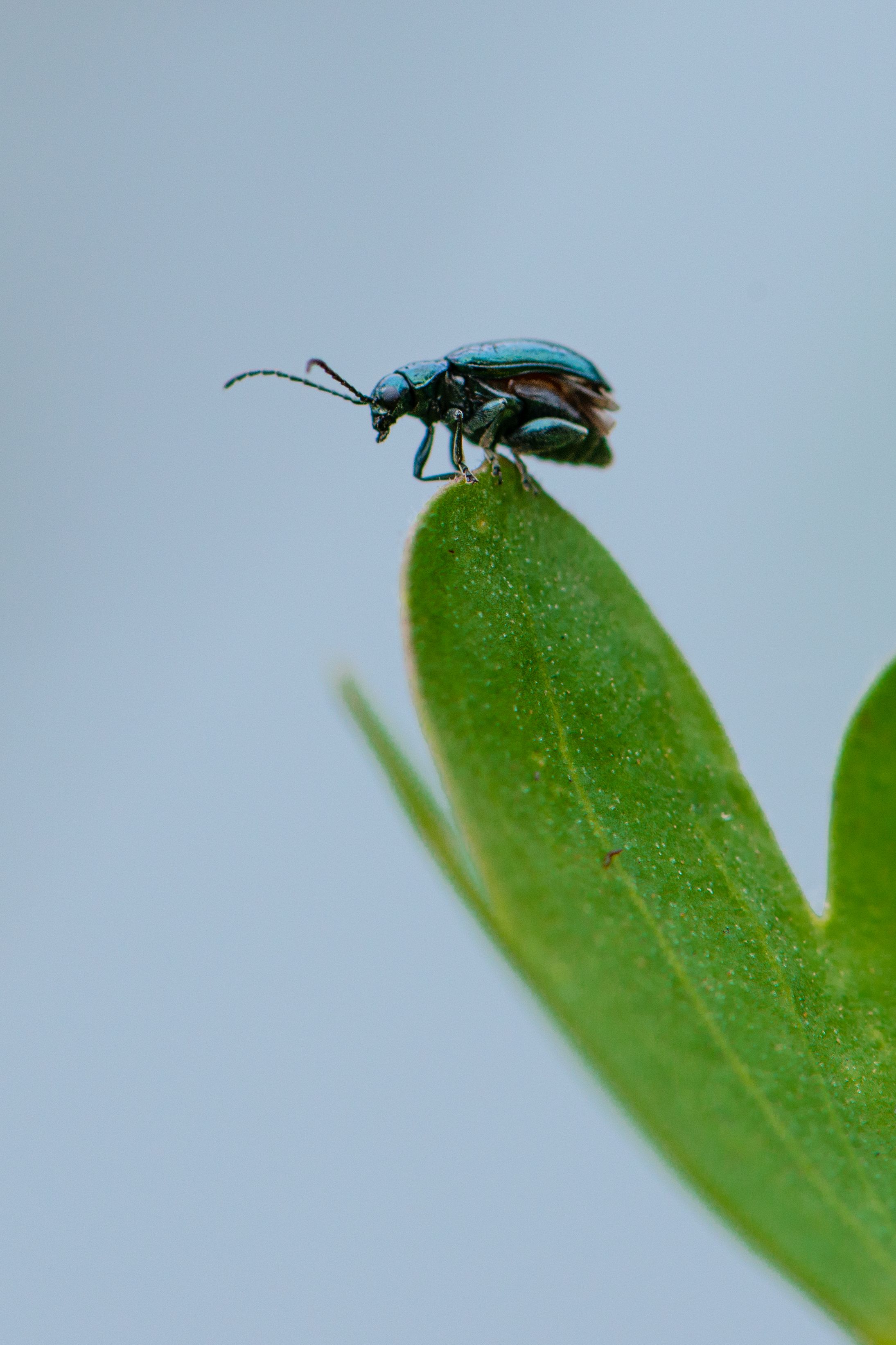Close-Up Shot of a Beetle · Free Stock Photo