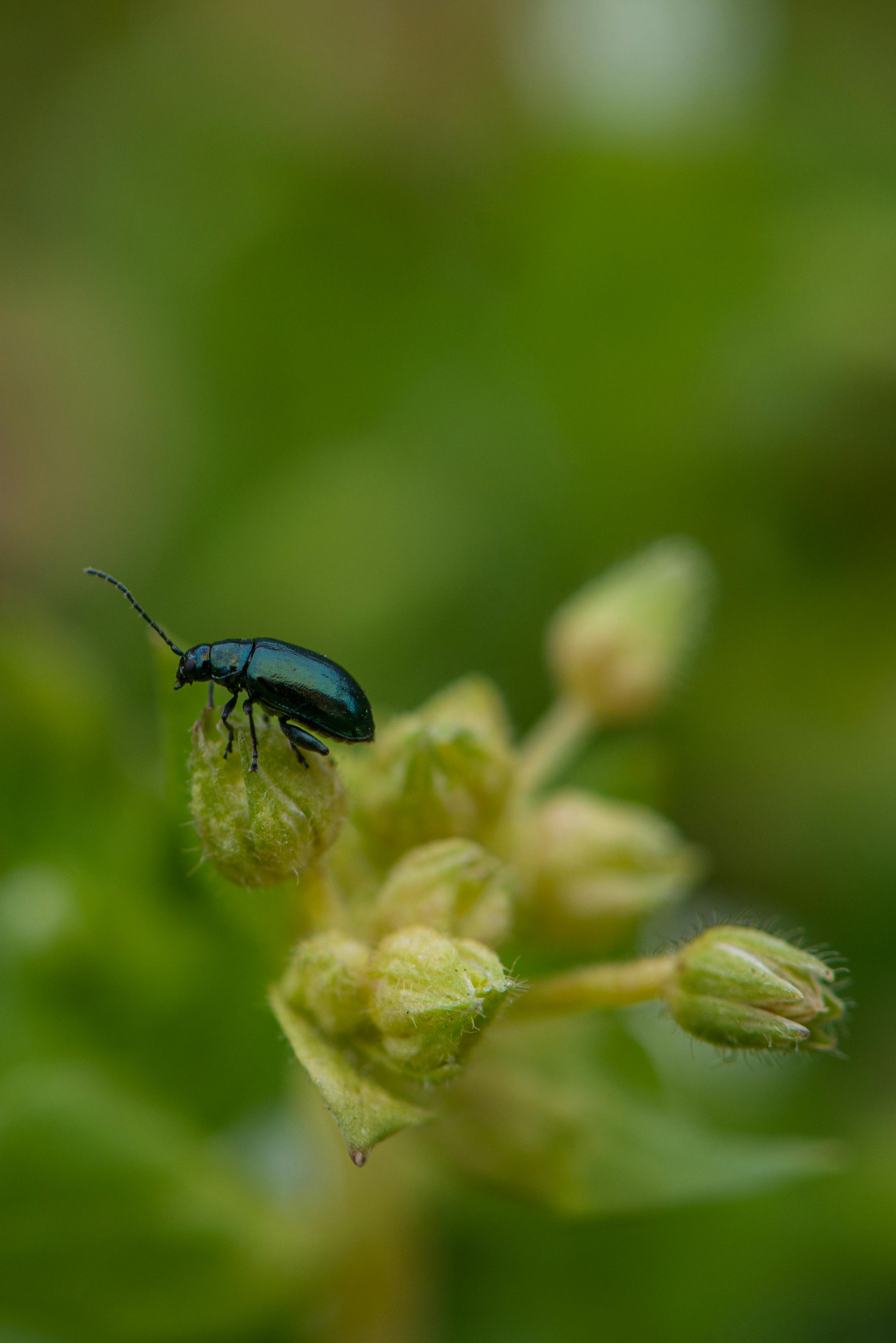 Tiny Bug Standing on Flower Bud · Free Stock Photo