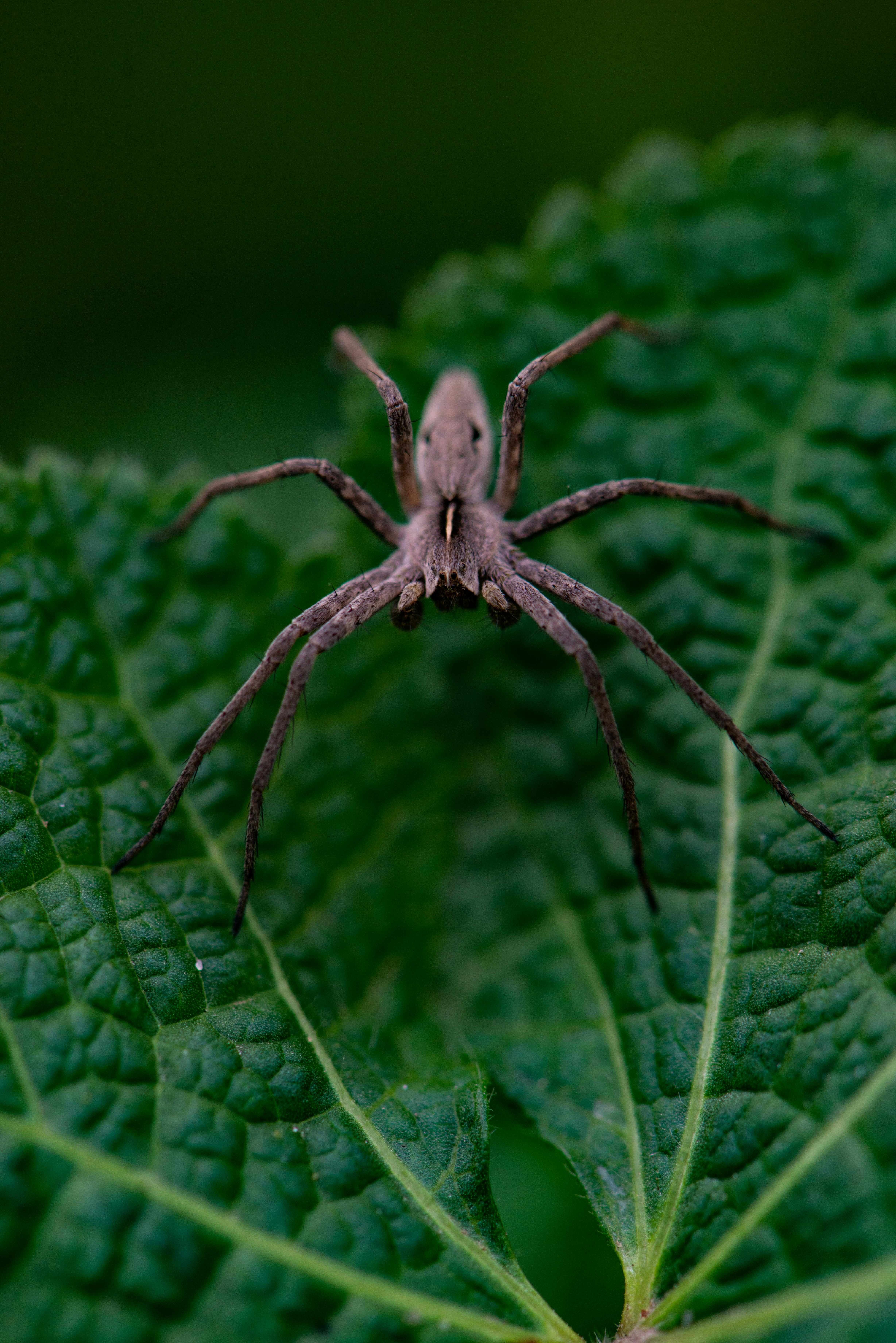 Close Up Photo of Pisaura Mirabilis on Green Leaf · Free Stock Photo