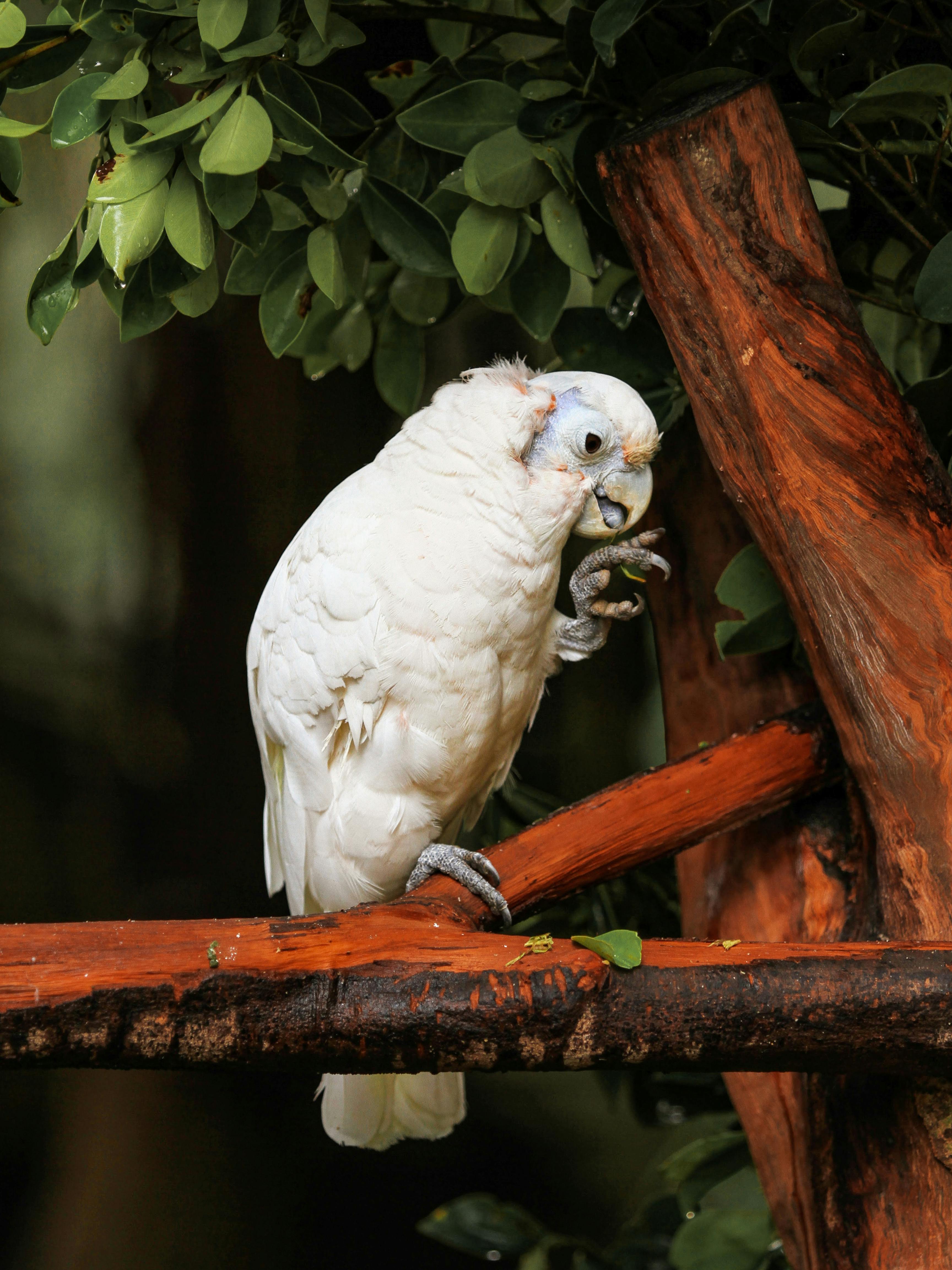 Corella Photos, Download The BEST Free Corella Stock Photos & HD Images