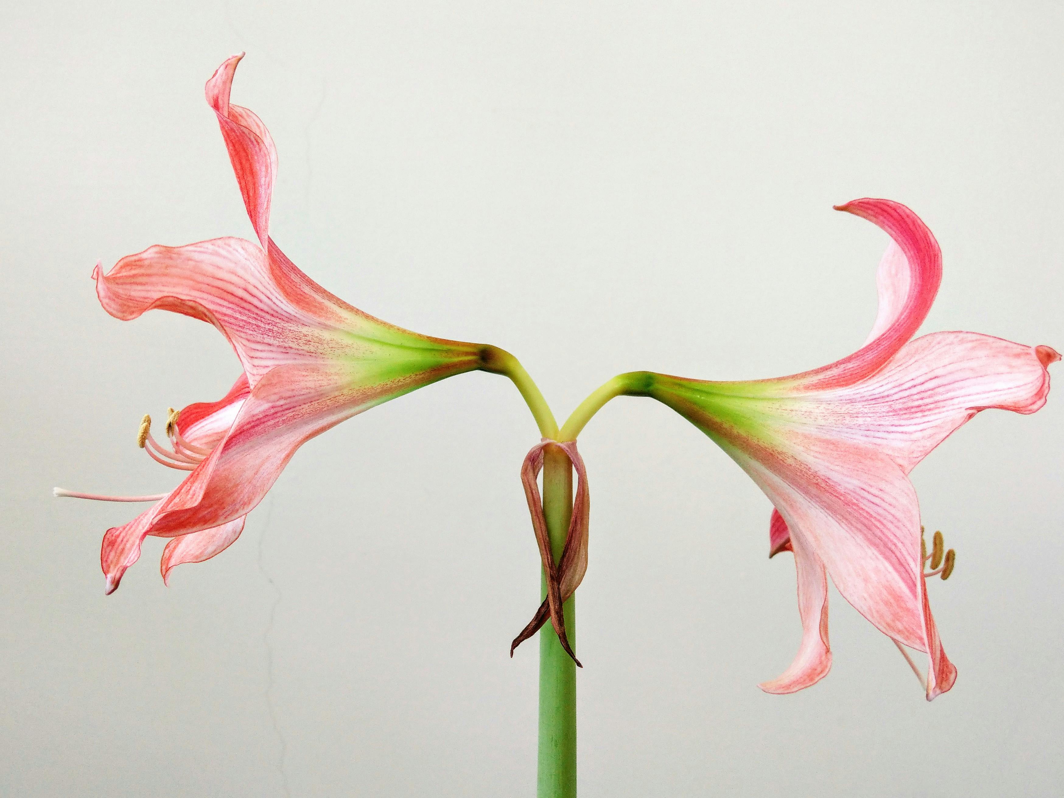 Close Up Photo of Amaryllis Flowers · Free Stock Photo