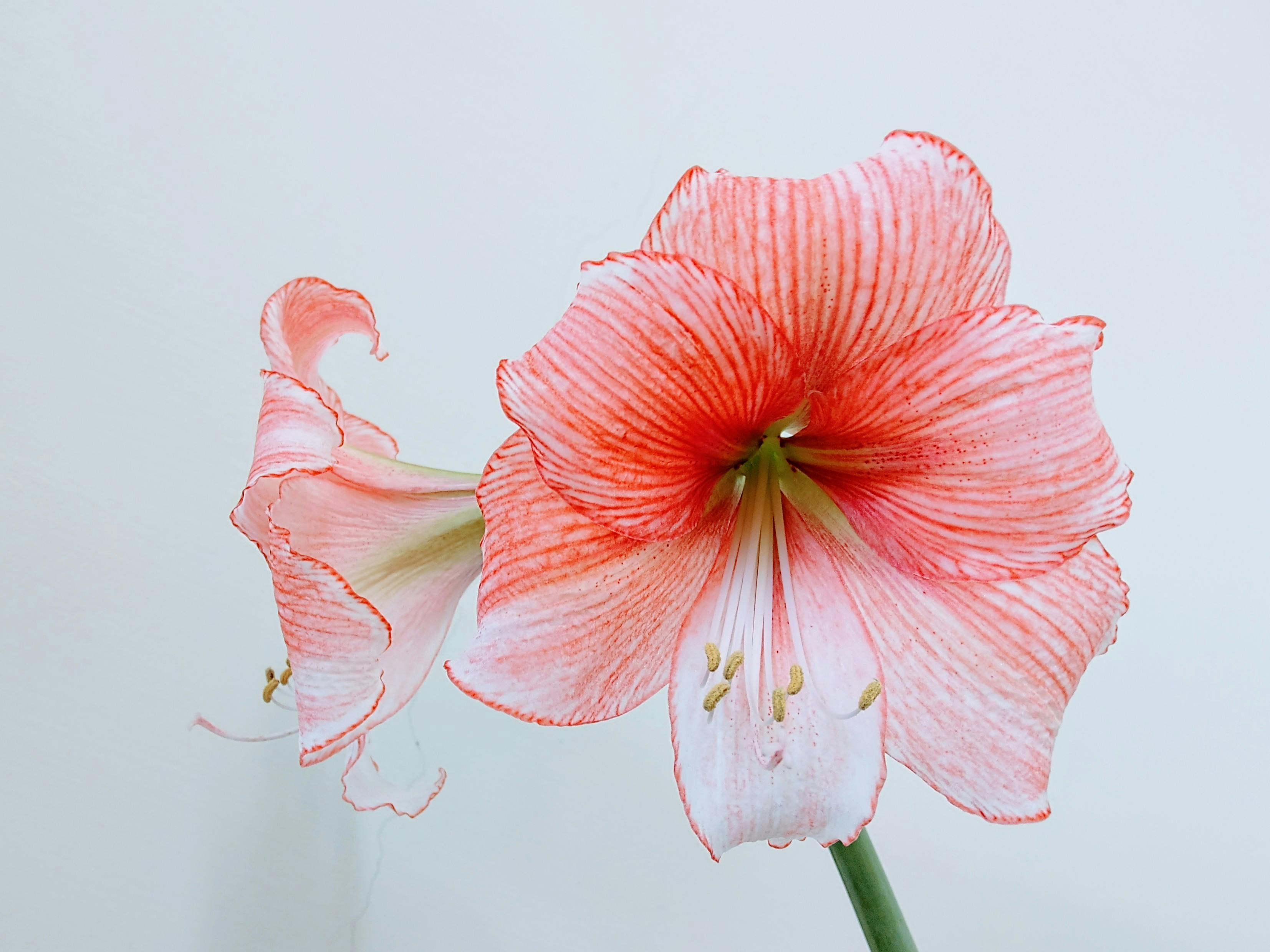 Amaryllis Flowers Photos, Download The BEST Free Amaryllis Flowers ...