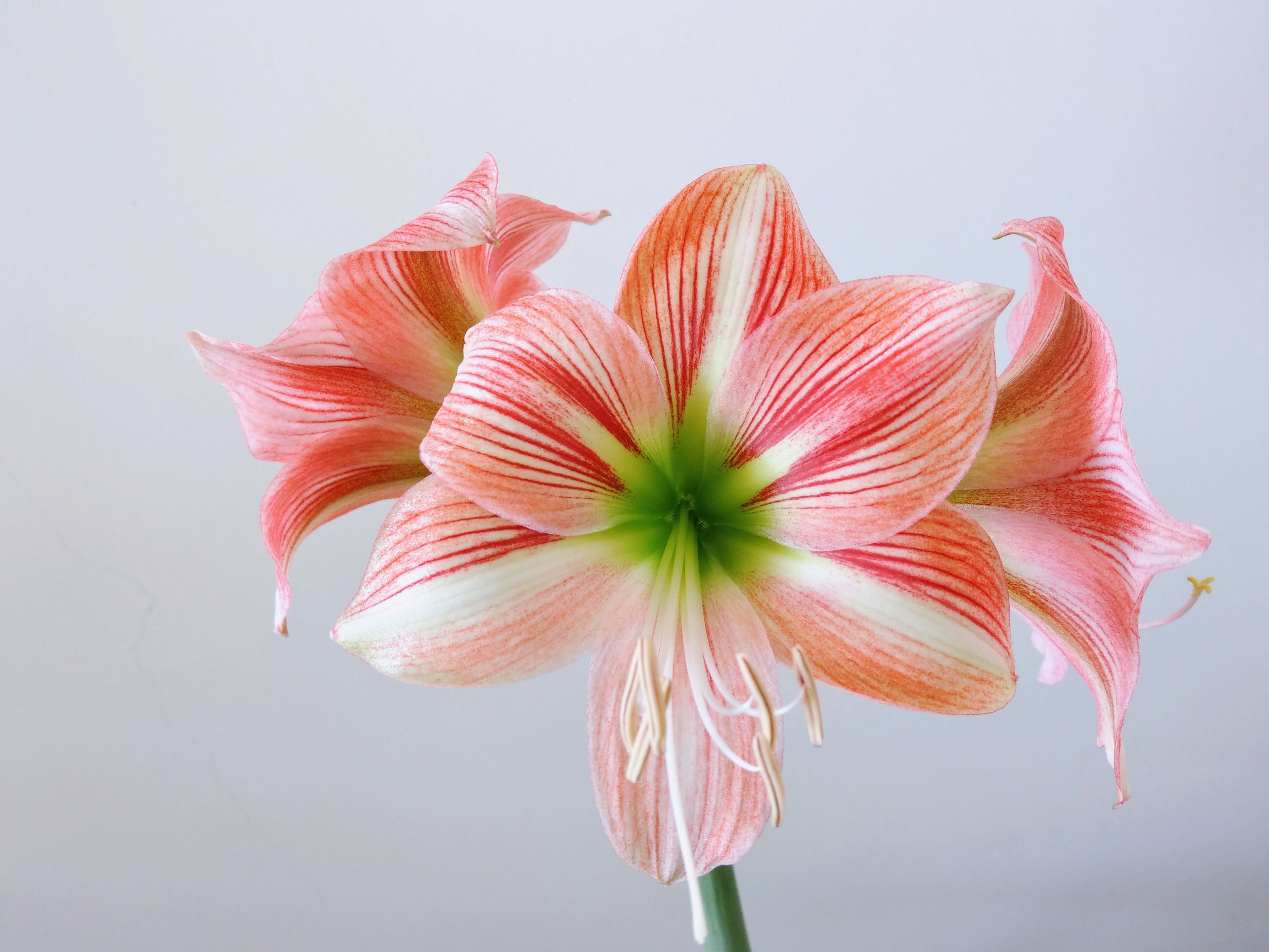 Amaryllis Flowers in Bloom · Free Stock Photo