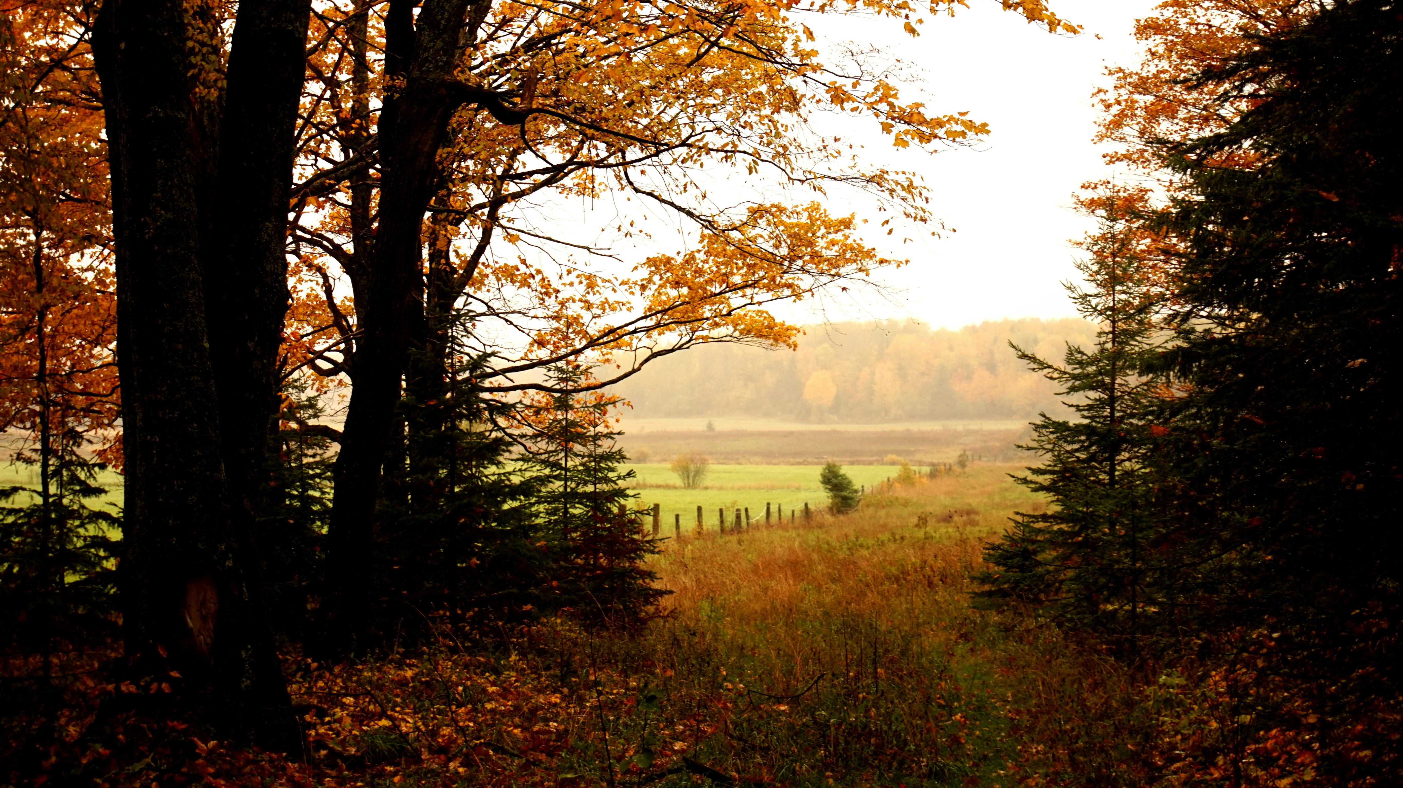 Colorful Trees in Autumn · Free Stock Photo