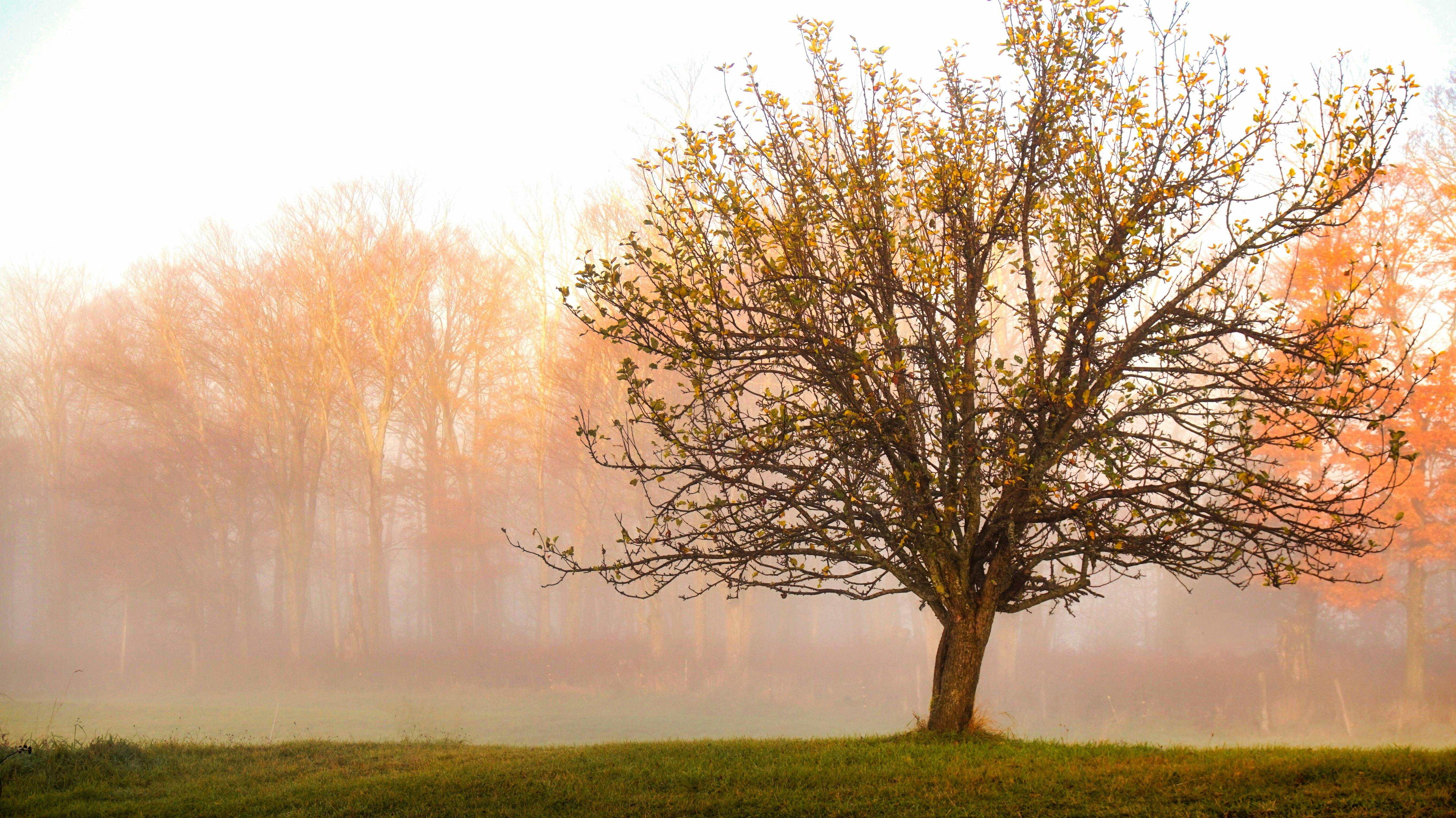 In Distant Photo of Tree on Landscape Field · Free Stock Photo