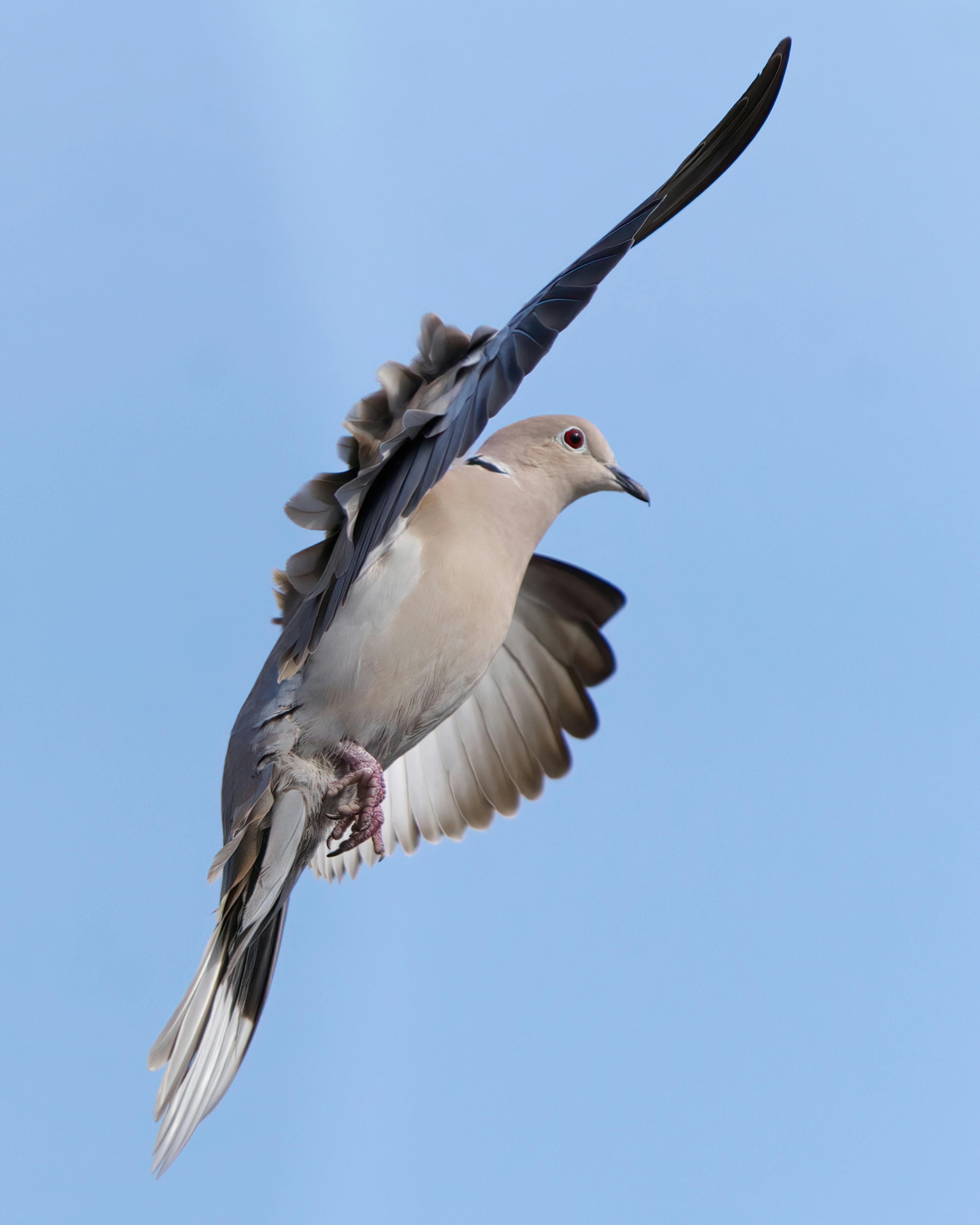 Close up of a Bird Flying · Free Stock Photo