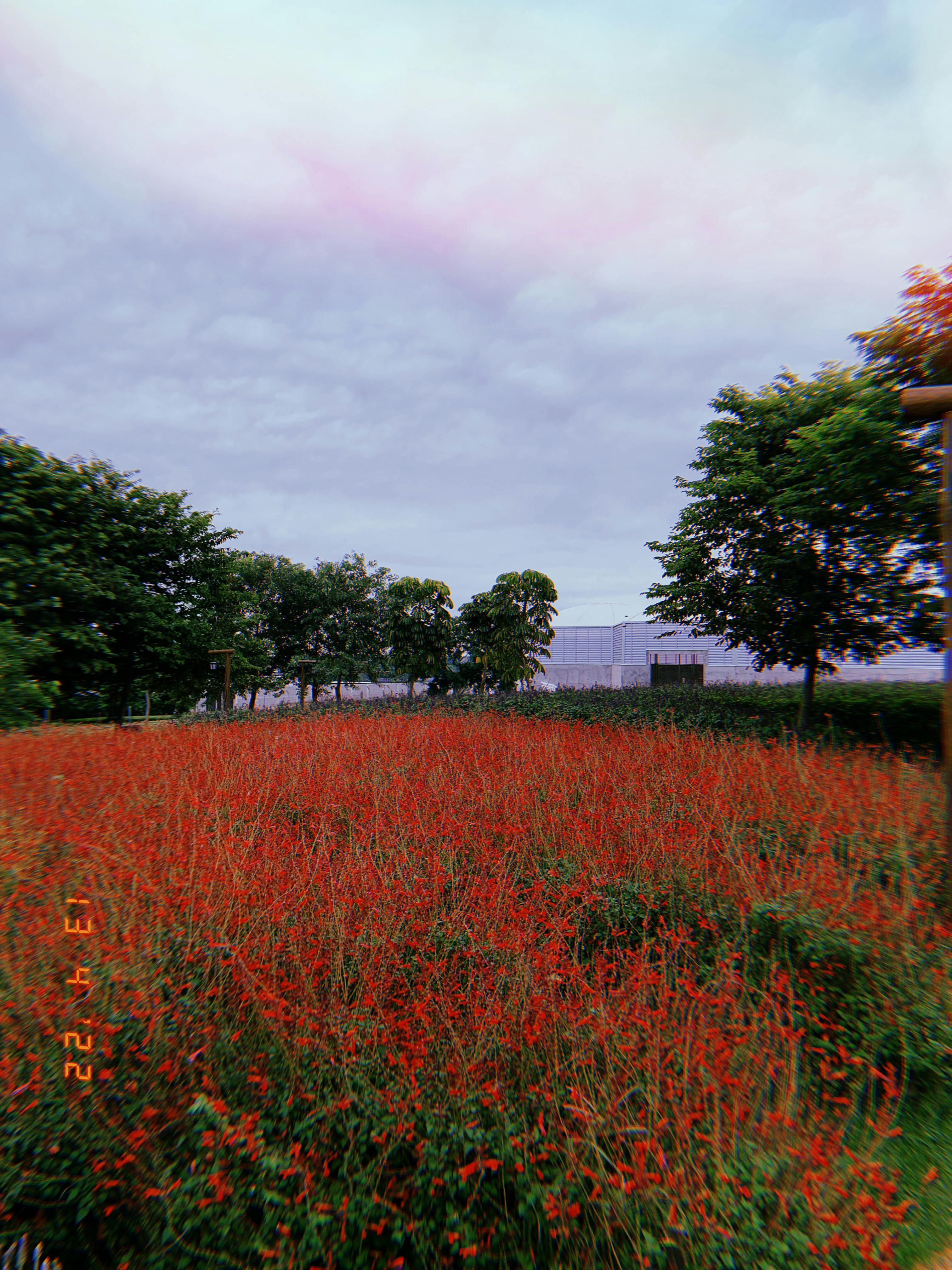 Isadora Tricerri - Fotografía