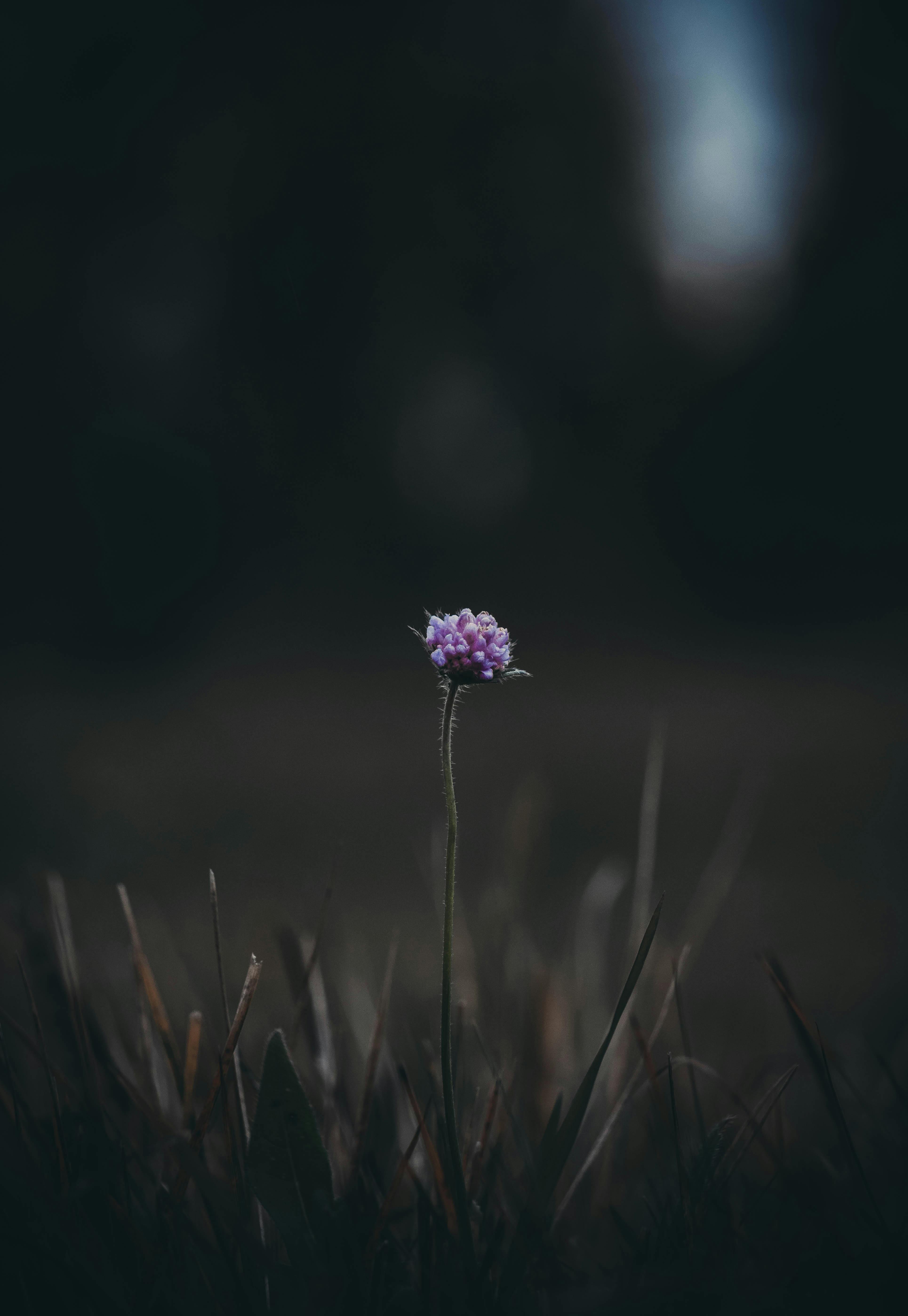 Growing Photos, Download The BEST Free Growing Stock Photos & HD Images