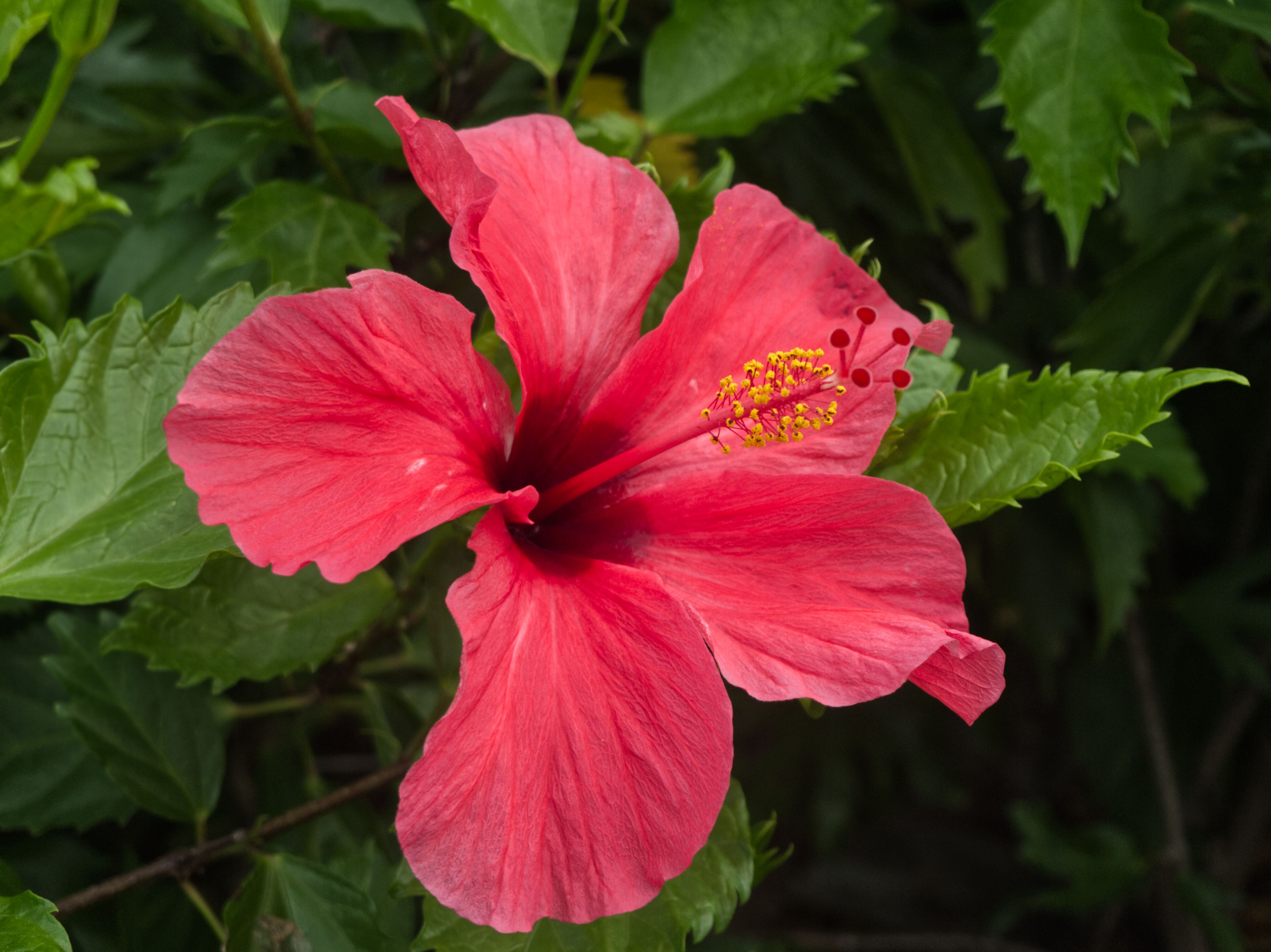 Rosa Hardy Hibiscus Photos, Download The BEST Free Rosa Hardy Hibiscus ...