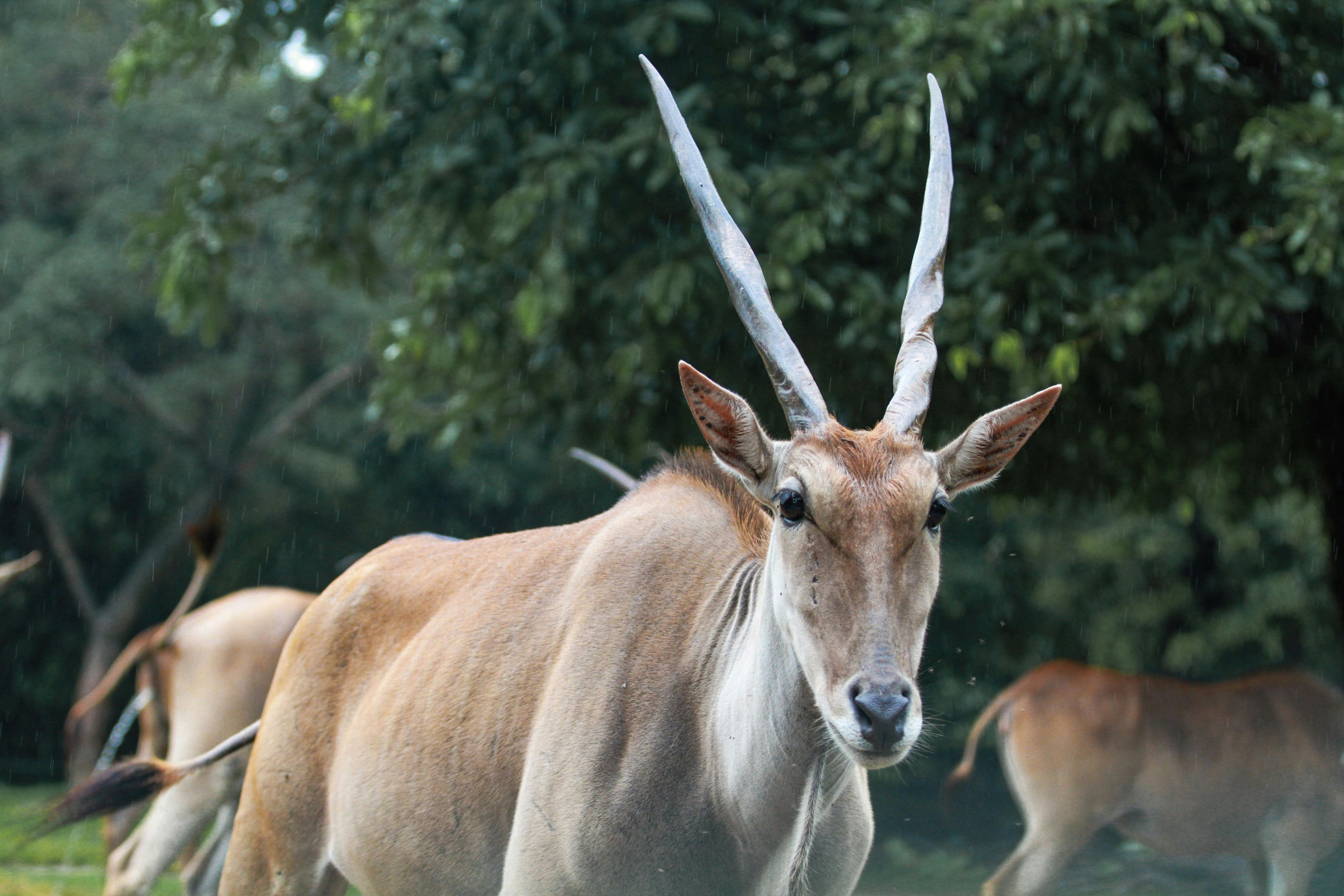 Pink Horns Photos, Download Free Pink Horns Stock Photos & HD Images