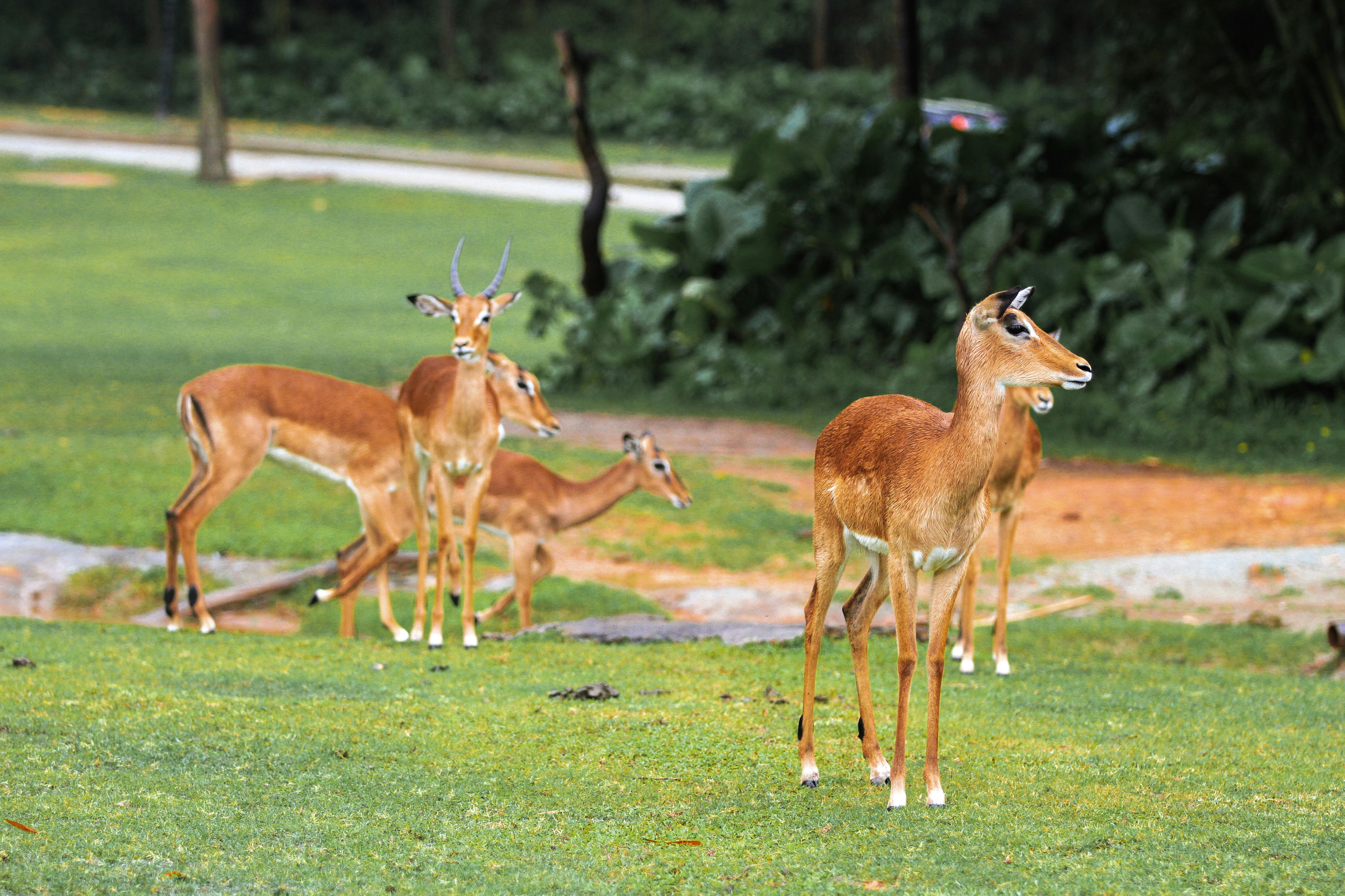 A Group of Impalas · Free Stock Photo