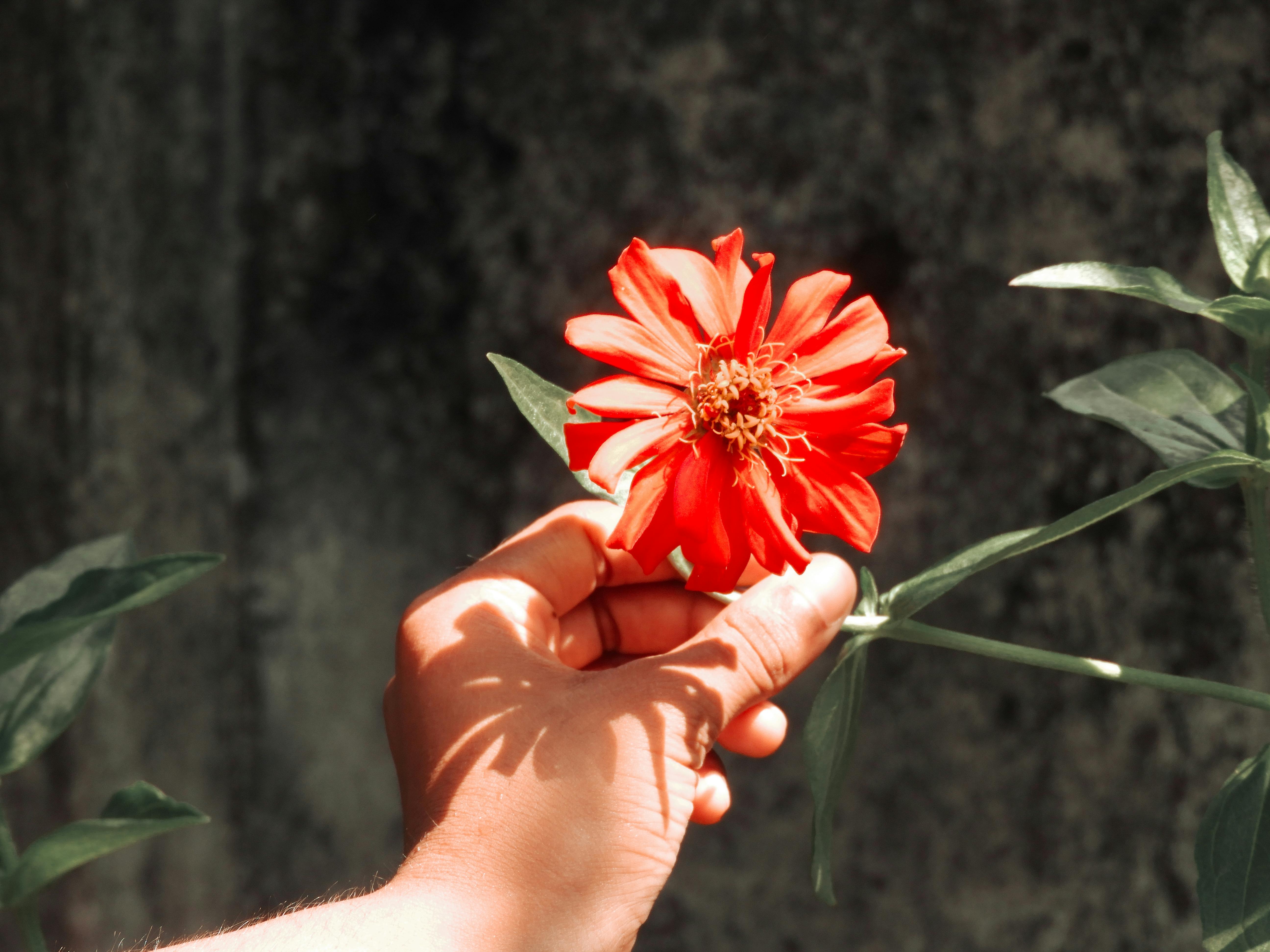 195,727+ Best Free Flower in hand Stock Photos & Images · 100% Royalty ...