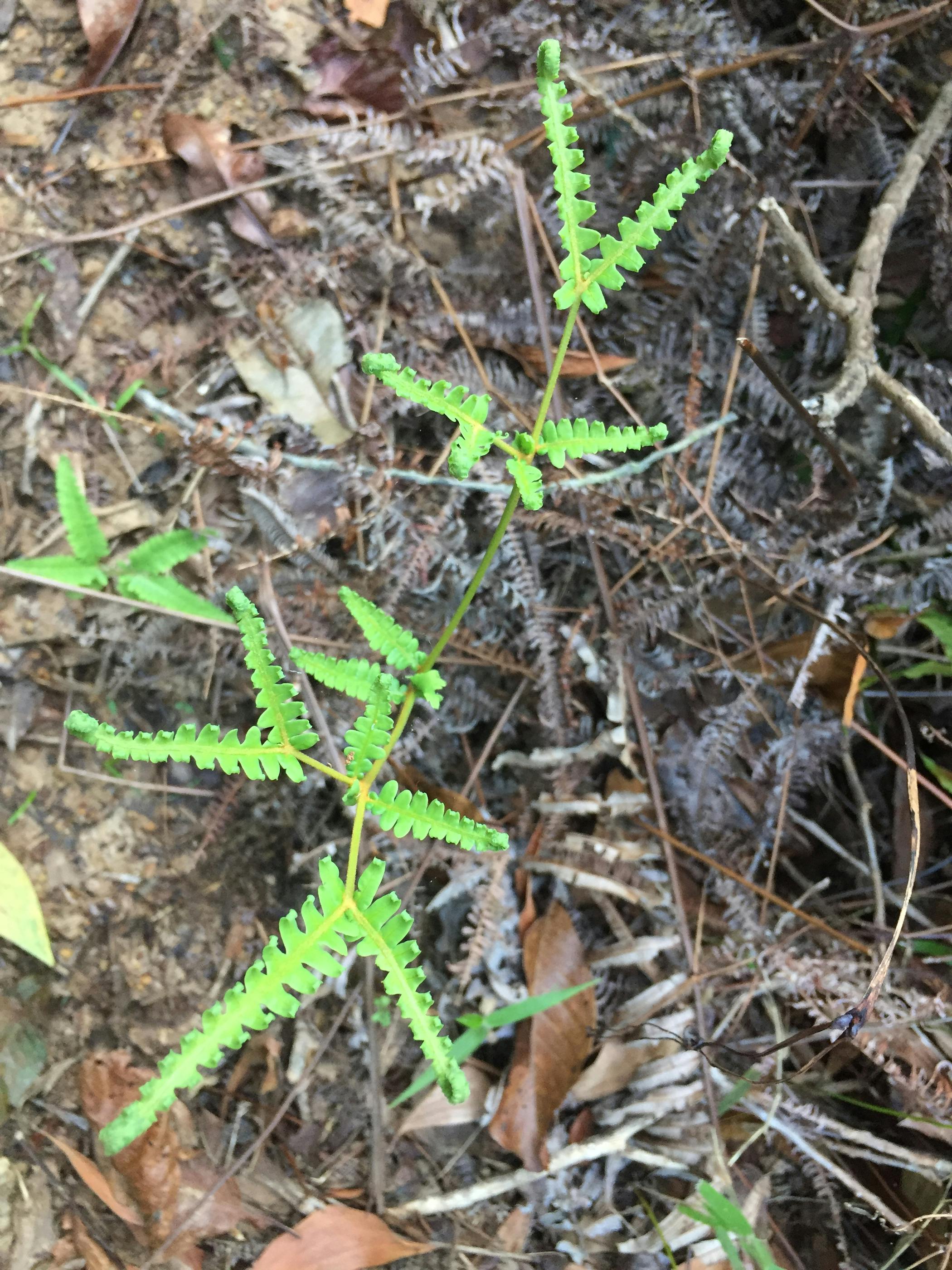 ming lo - Fotografía