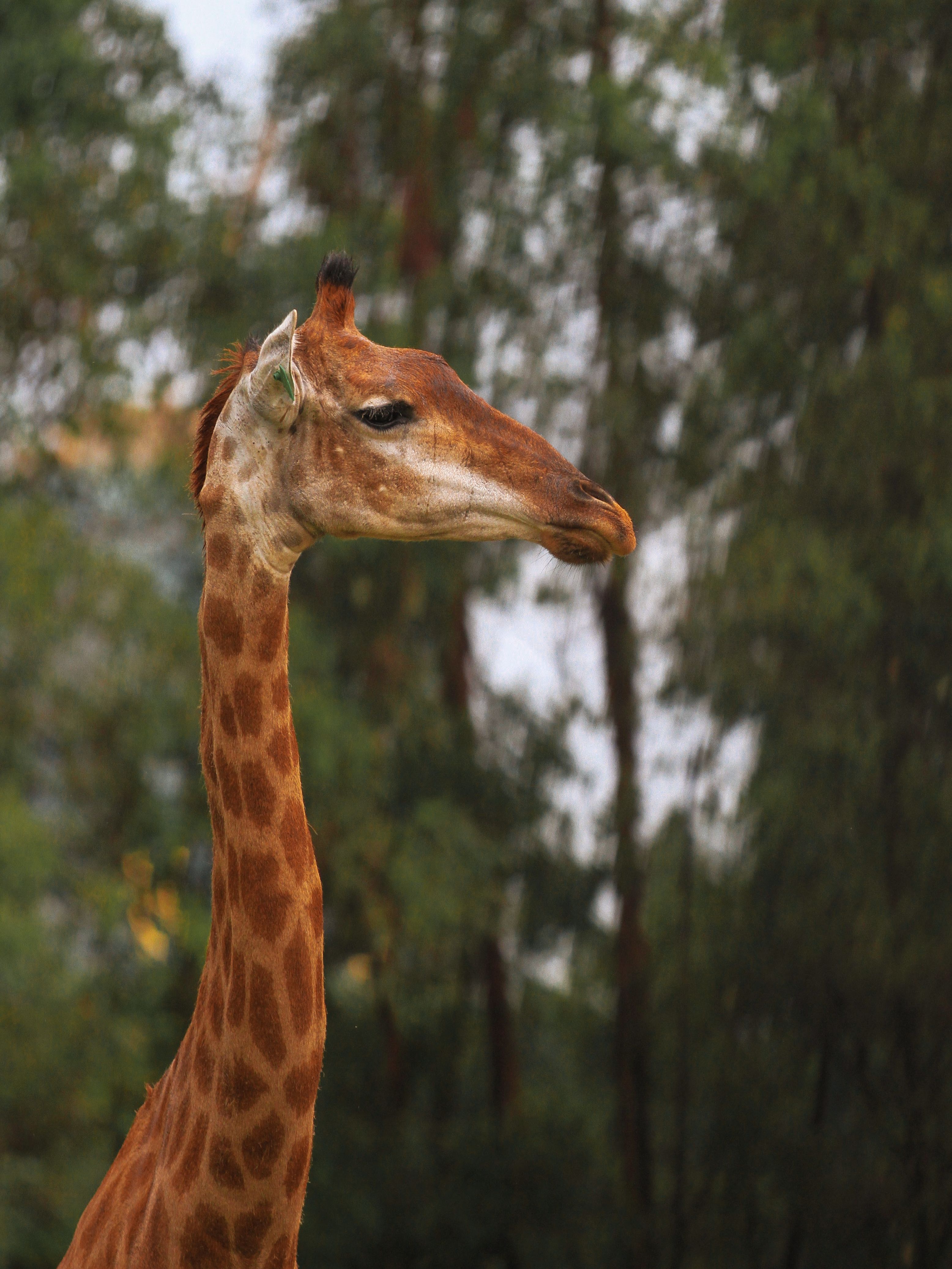 Green Screen Giraffe Photos, Download The BEST Free Green Screen ...