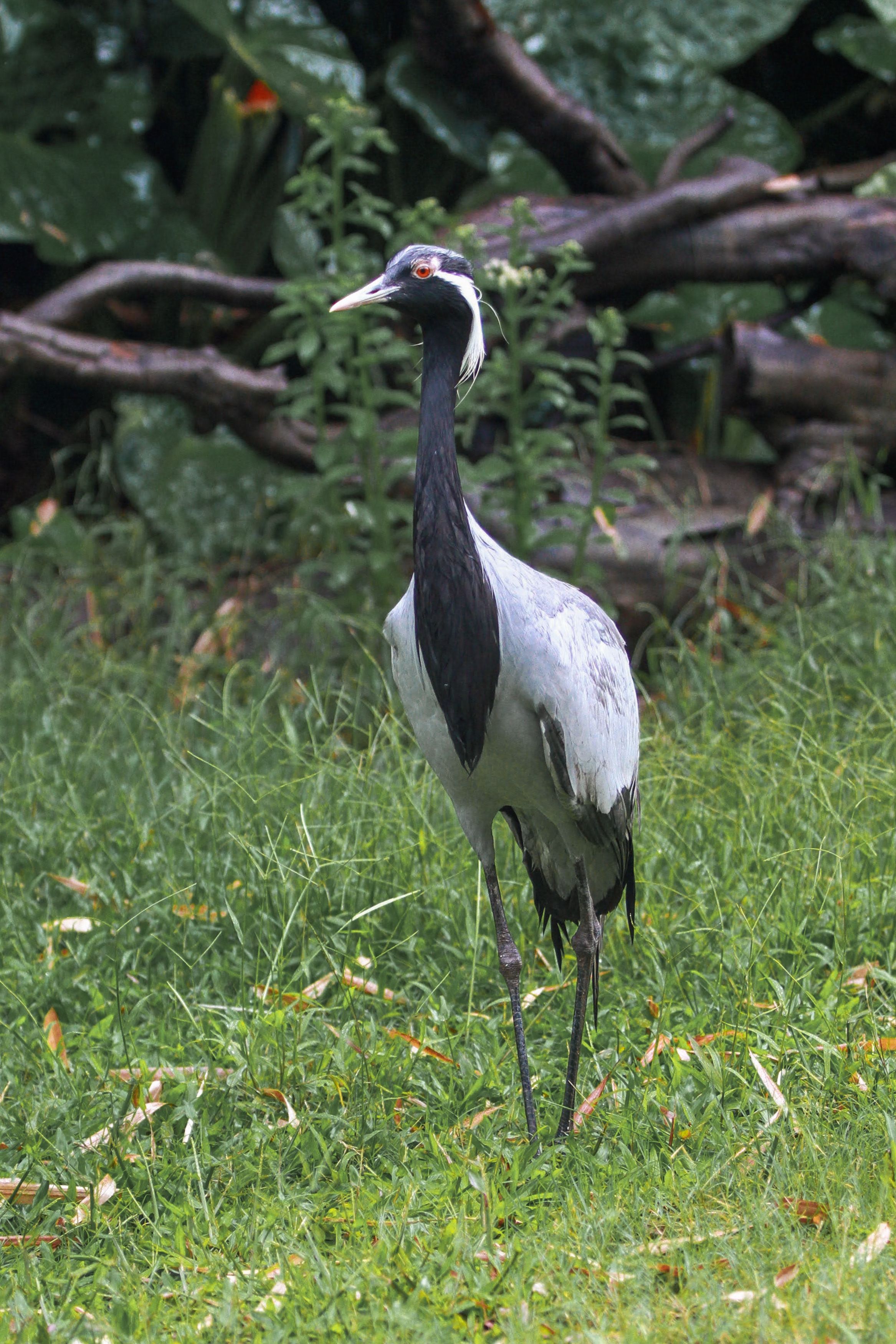 Bird with Long Neck · Free Stock Photo