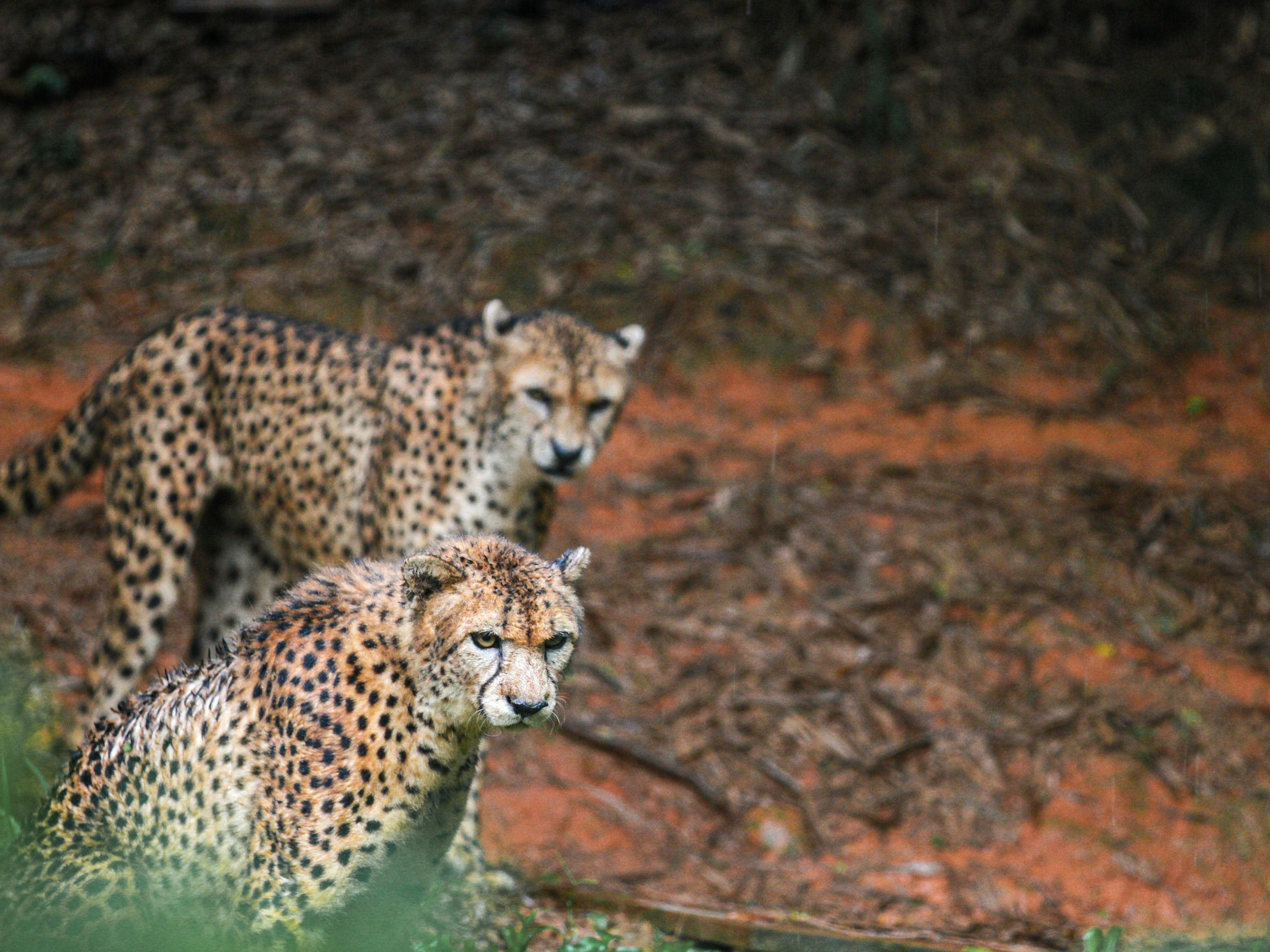 Cheetahs in the Wild · Free Stock Photo