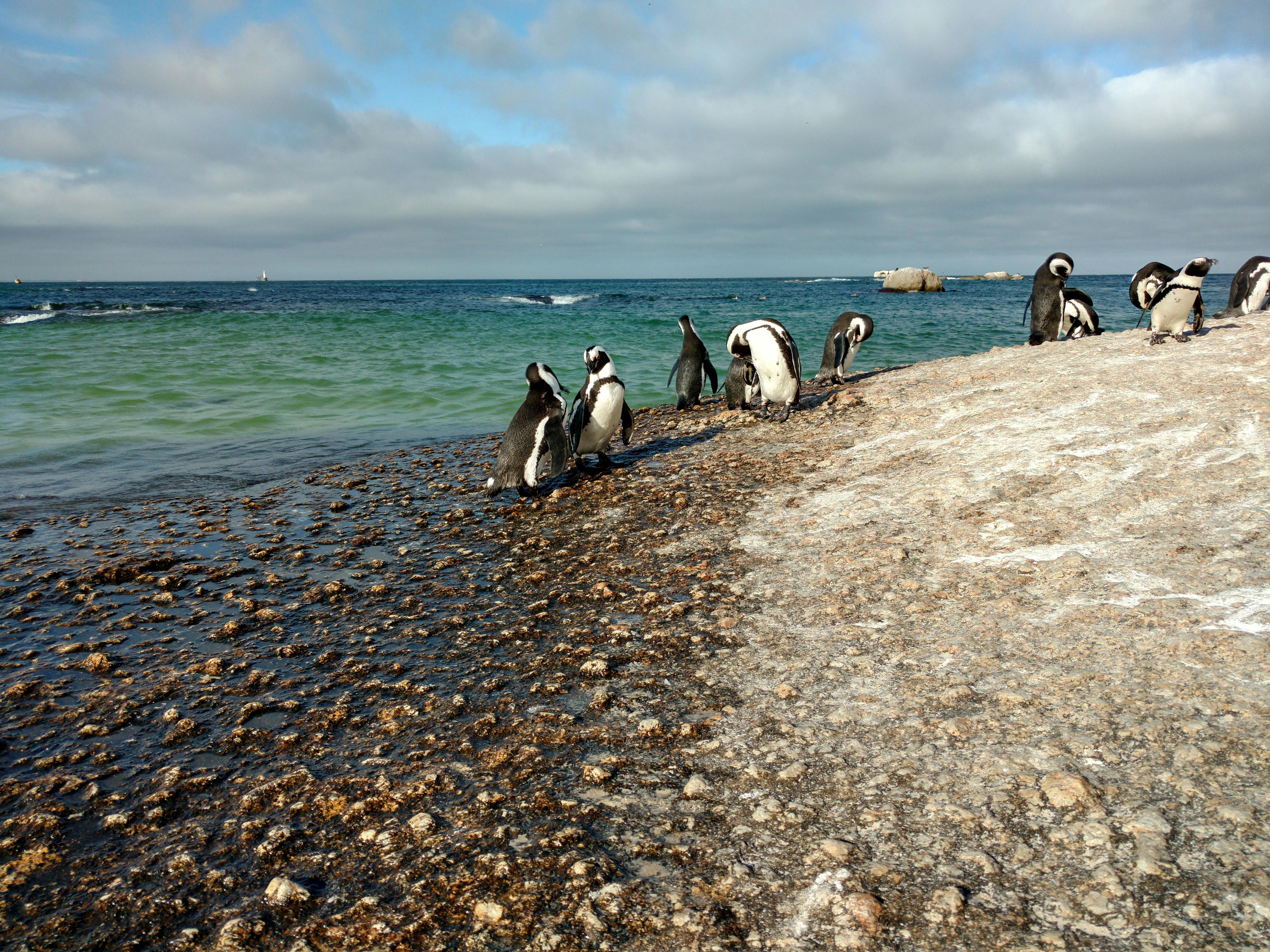 A Group of Penguins on Shore · Free Stock Photo