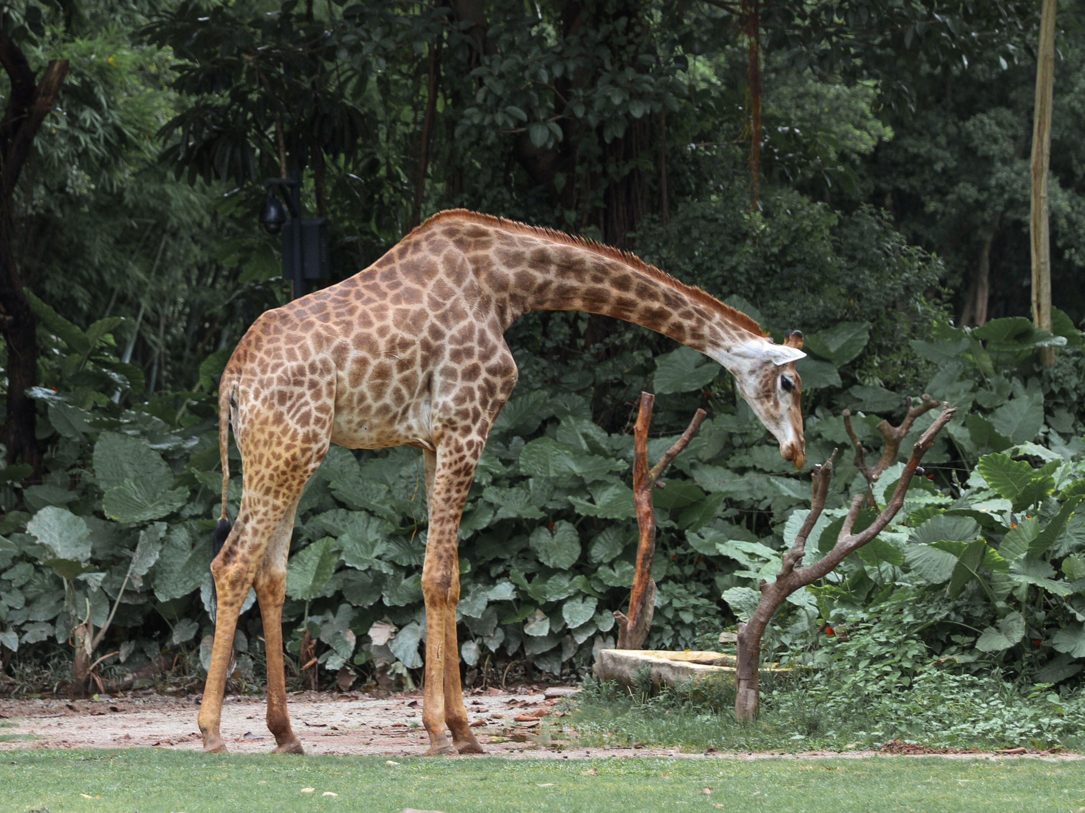 Giraffe Bending Photos, Download The BEST Free Giraffe Bending Stock ...