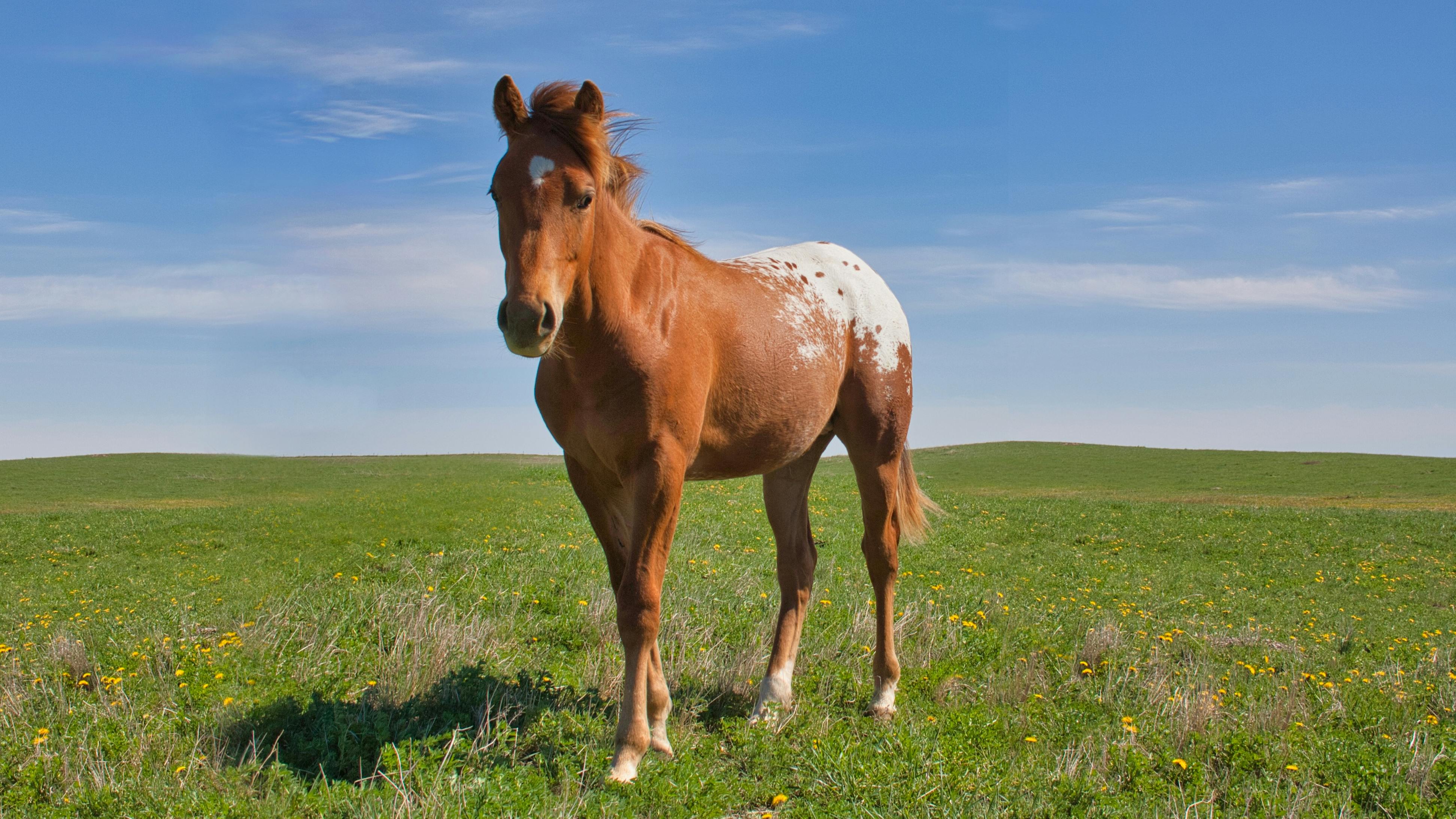 A Horse in a Field · Free Stock Photo