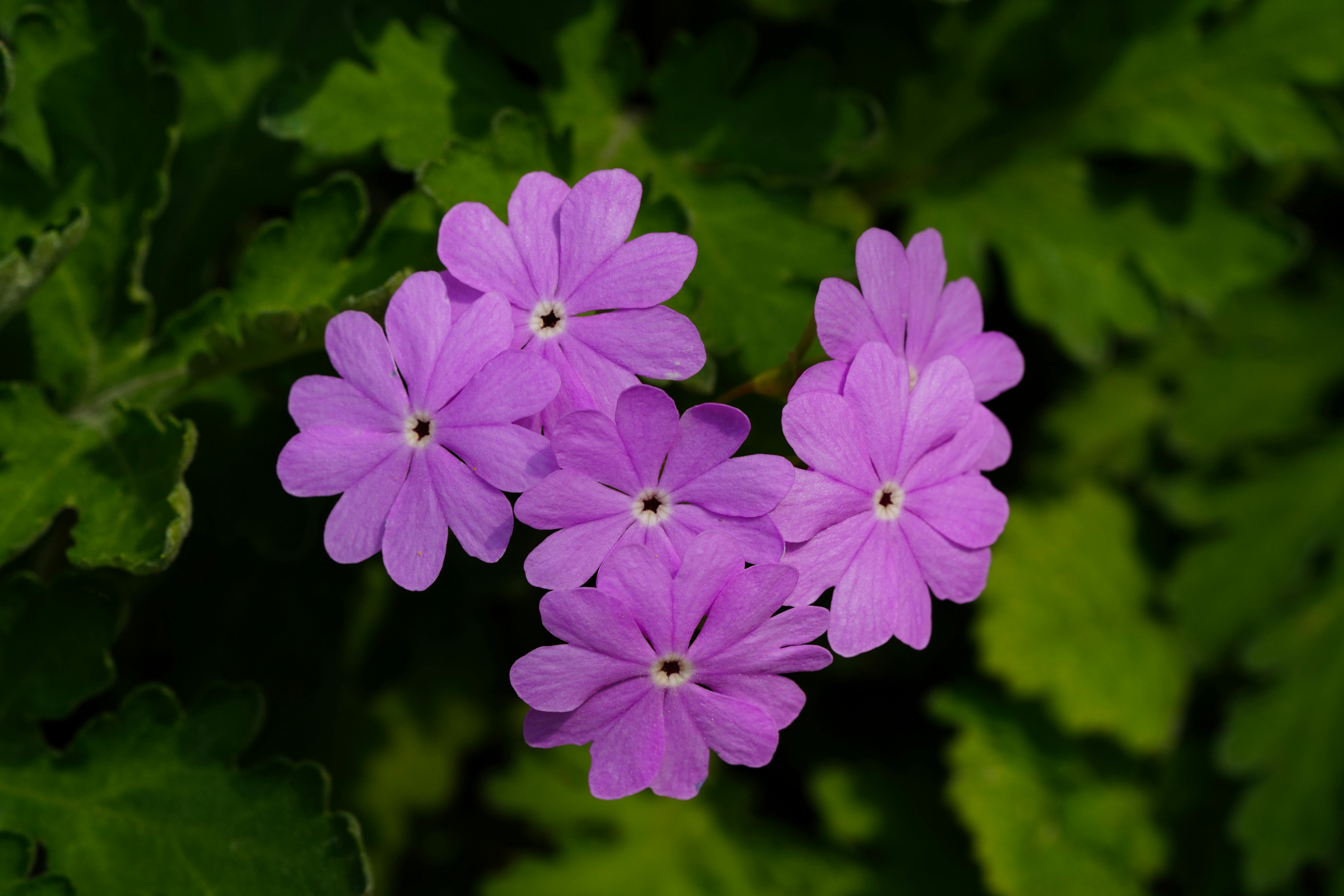 Japanese Primrose Photos, Download The BEST Free Japanese Primrose ...
