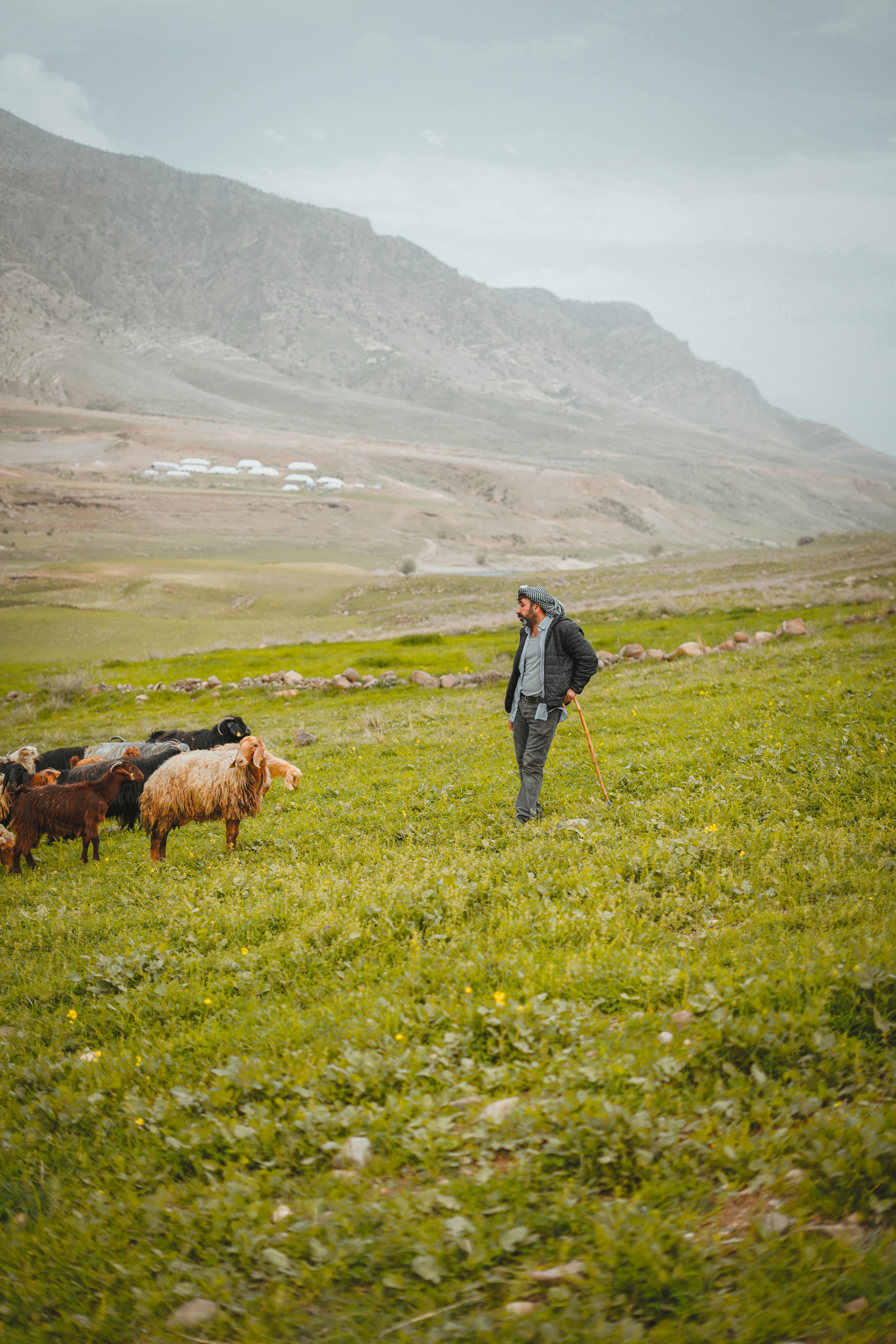 Sheep Hair Photos, Download The BEST Free Sheep Hair Stock Photos & HD ...