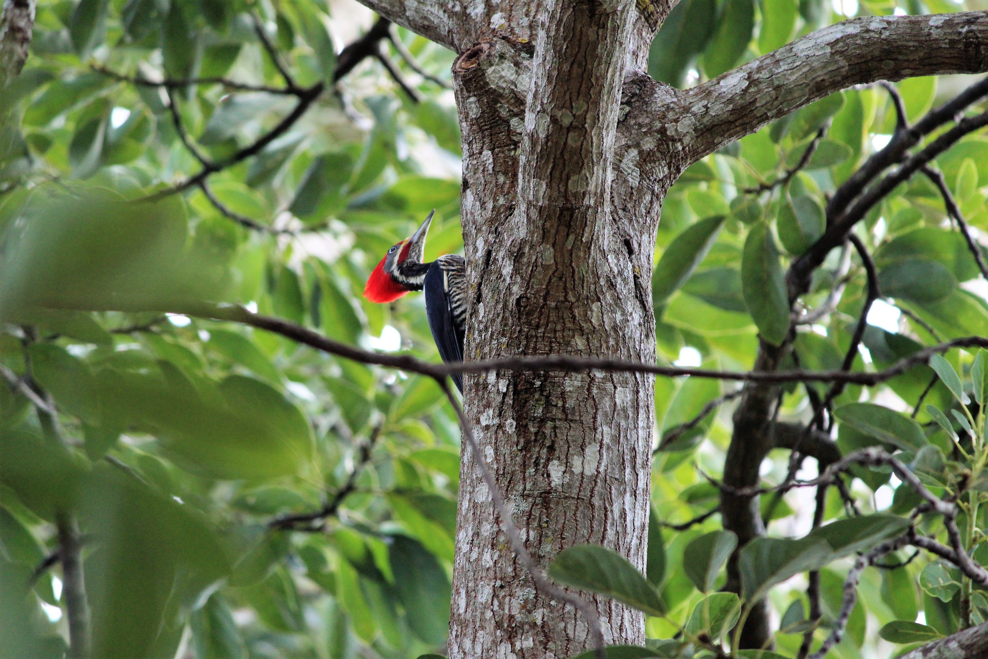 Two Woodpeckers on Tree · Free Stock Photo