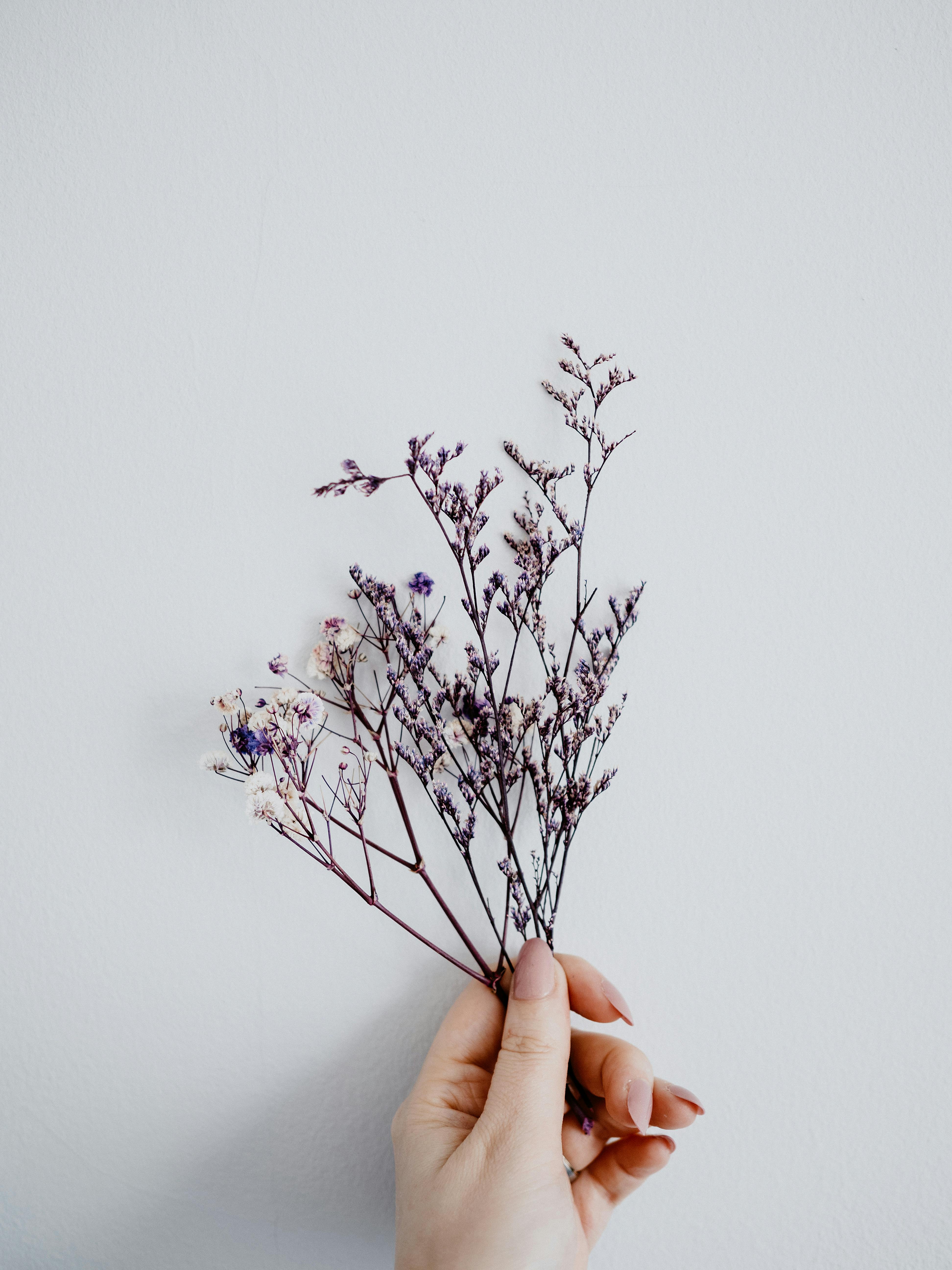 Hand Holding Branch Clipper · Free Stock Photo