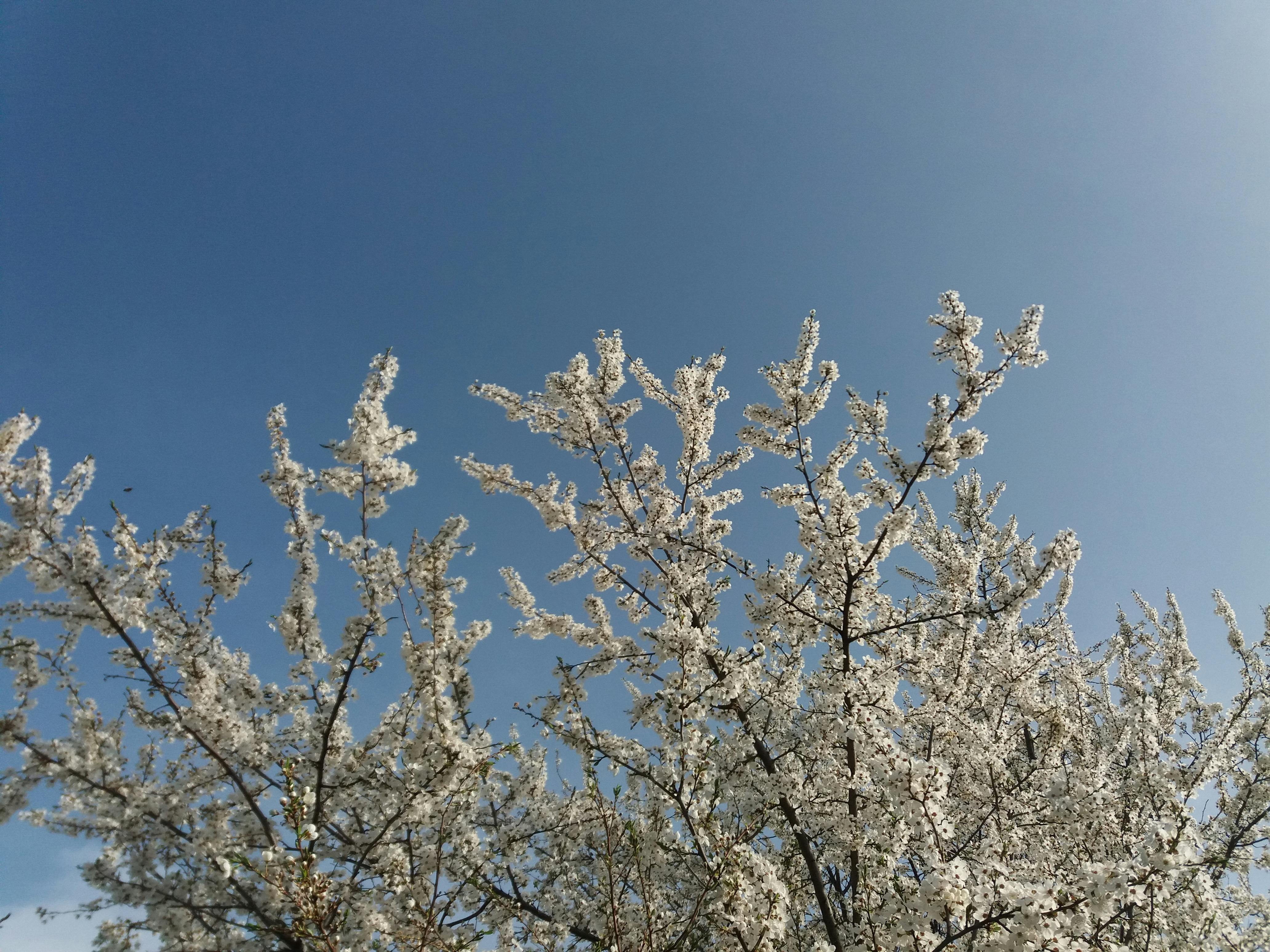 Spring Tree Photos, Download The BEST Free Spring Tree Stock Photos ...