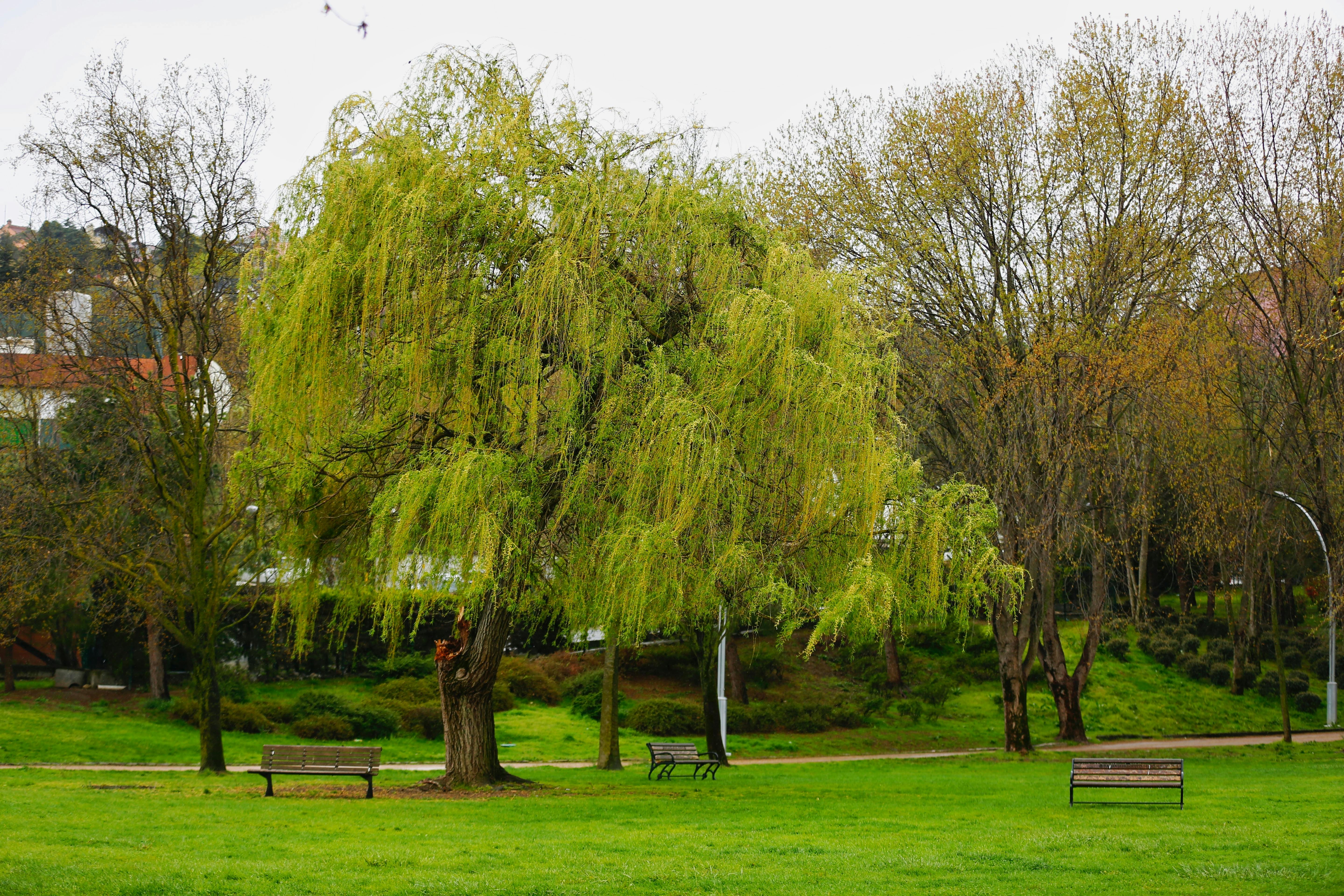 Trees in Park · Free Stock Photo