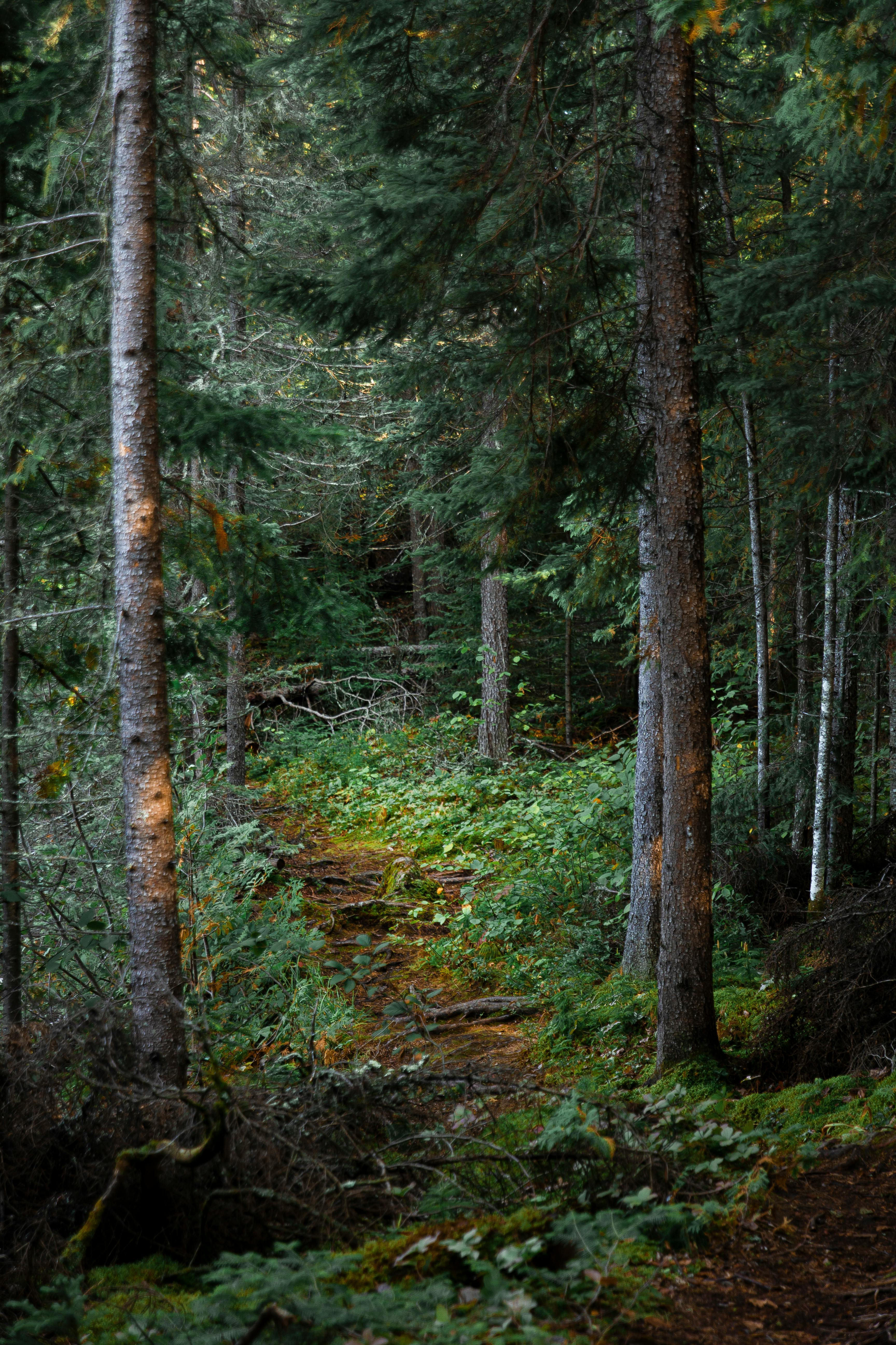A Trail in the Forest · Free Stock Photo