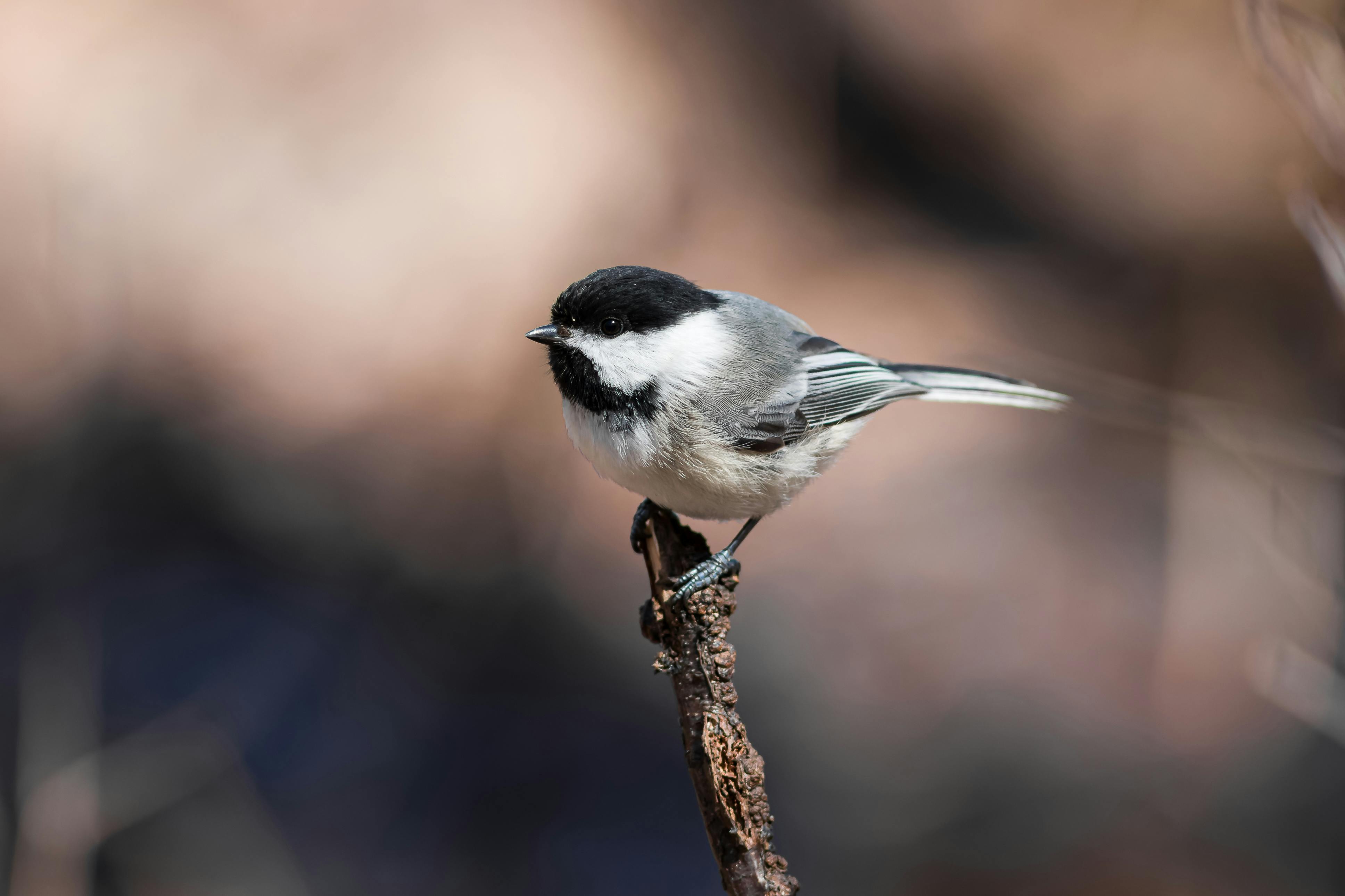 Chickadee Photos, Download The BEST Free Chickadee Stock Photos & HD Images