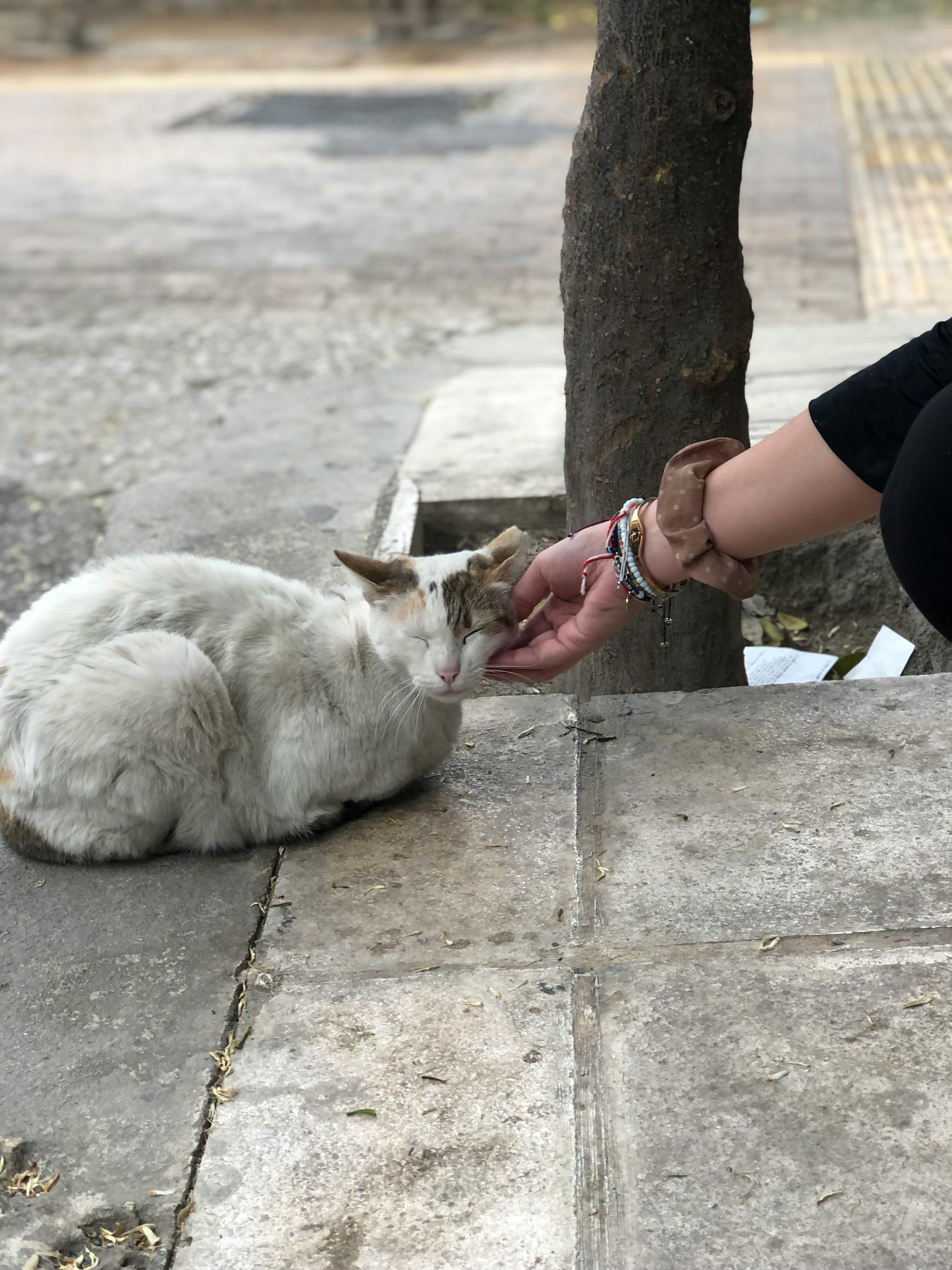 White and Orange Stray Cat on Ground · Free Stock Photo