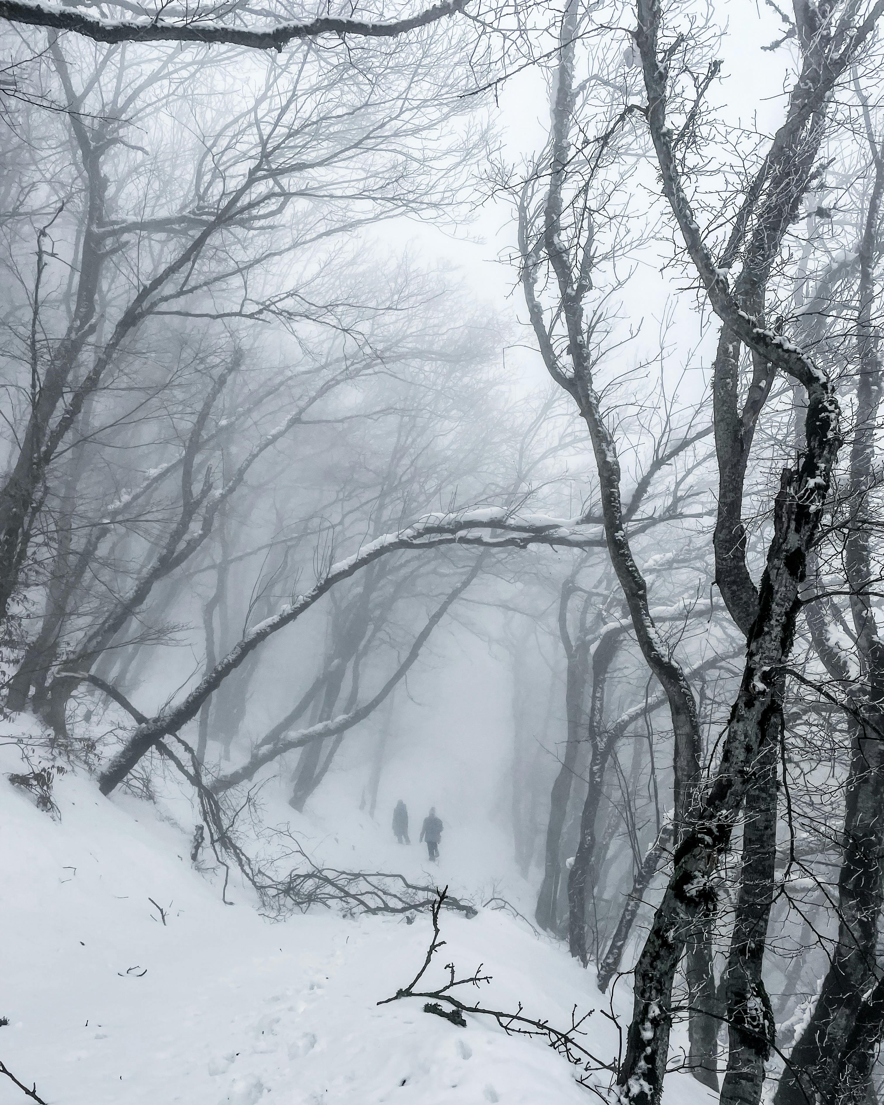 Fog Overlay Photos, Download The BEST Free Fog Overlay Stock Photos ...