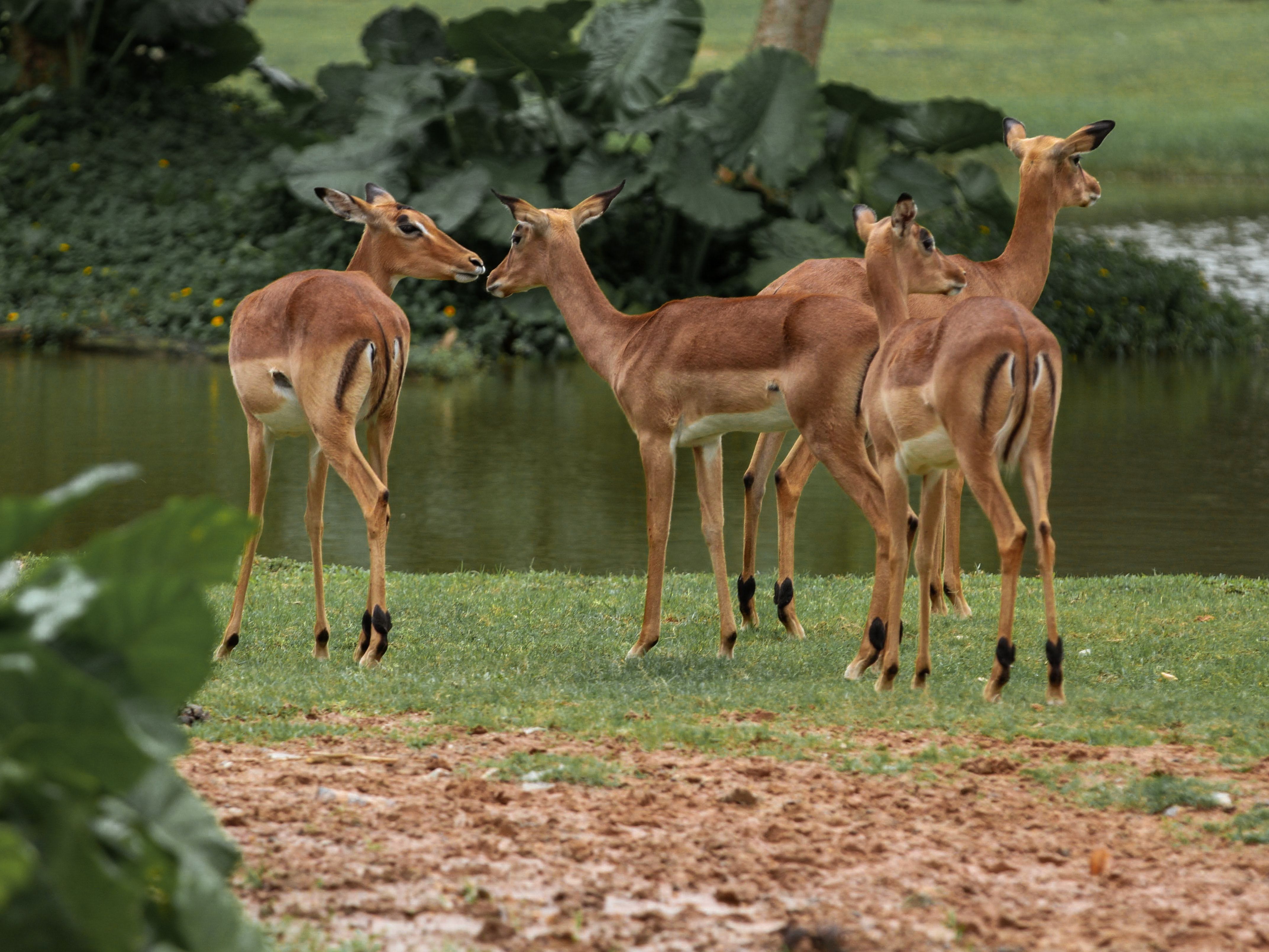 Back View of Deer · Free Stock Photo