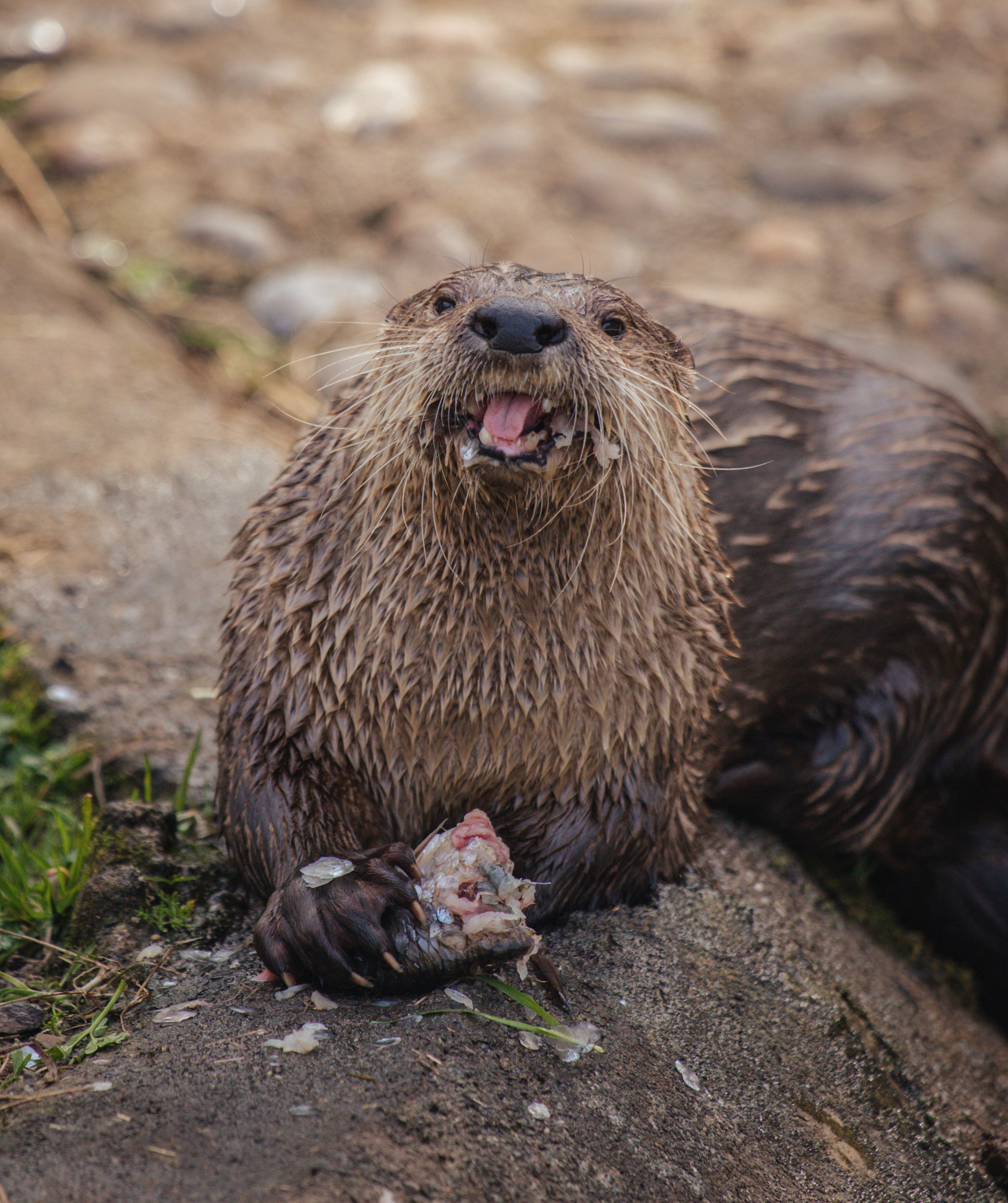 Brown Animal Eating Fish · Free Stock Photo