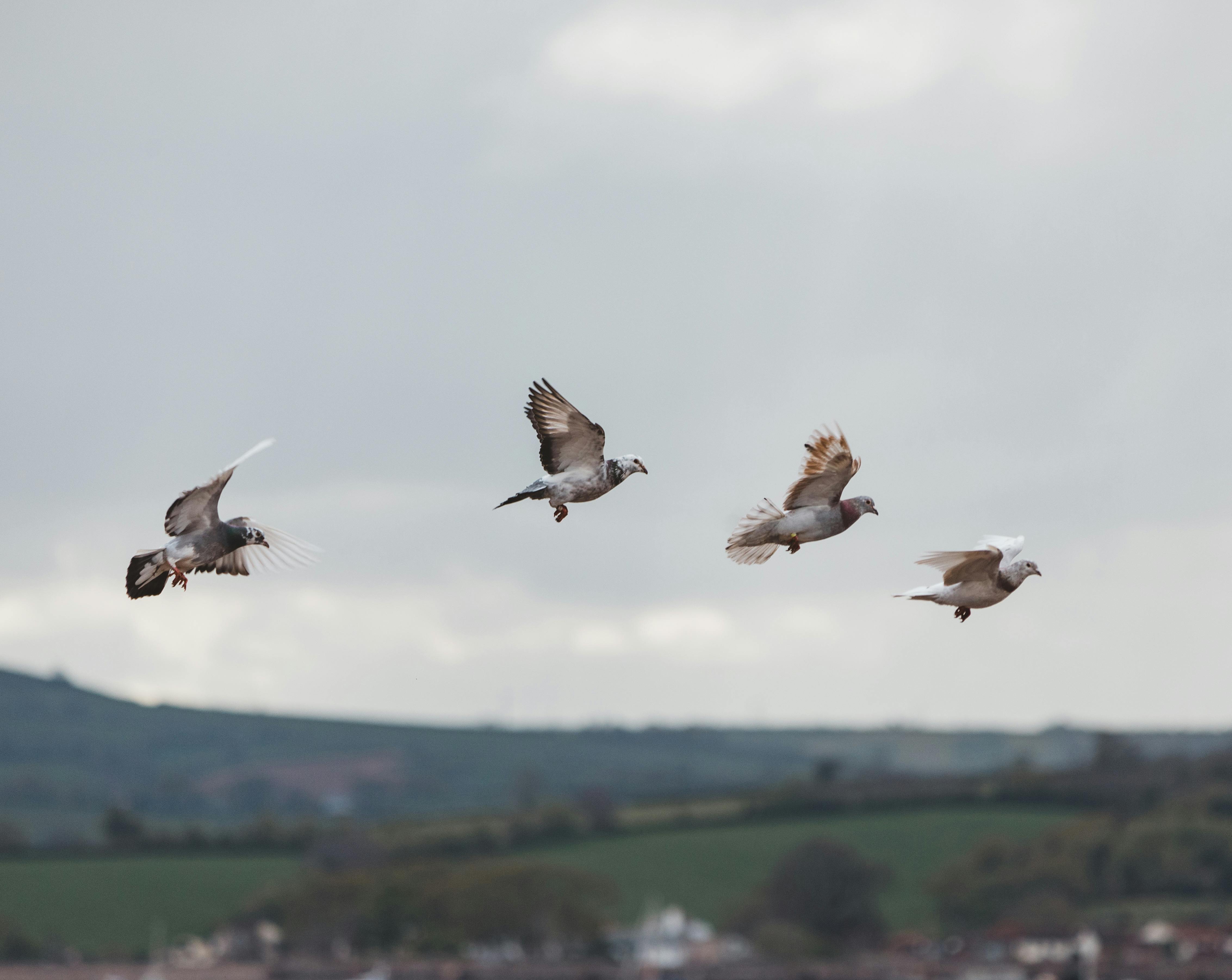 Flock of Birds Flying · Free Stock Photo