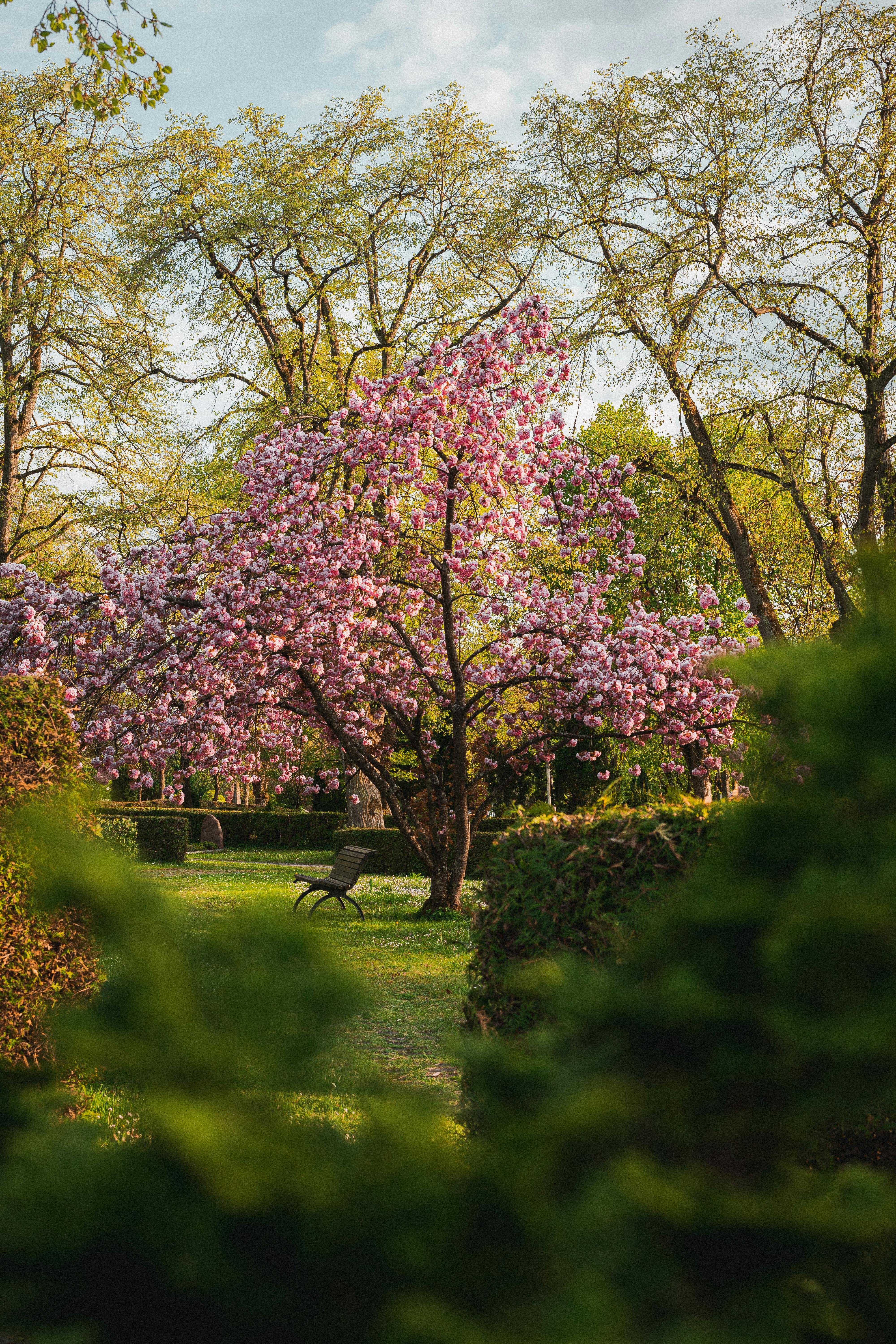 Cherry Blossom in a Beautiful Spring Garden · Free Stock Photo