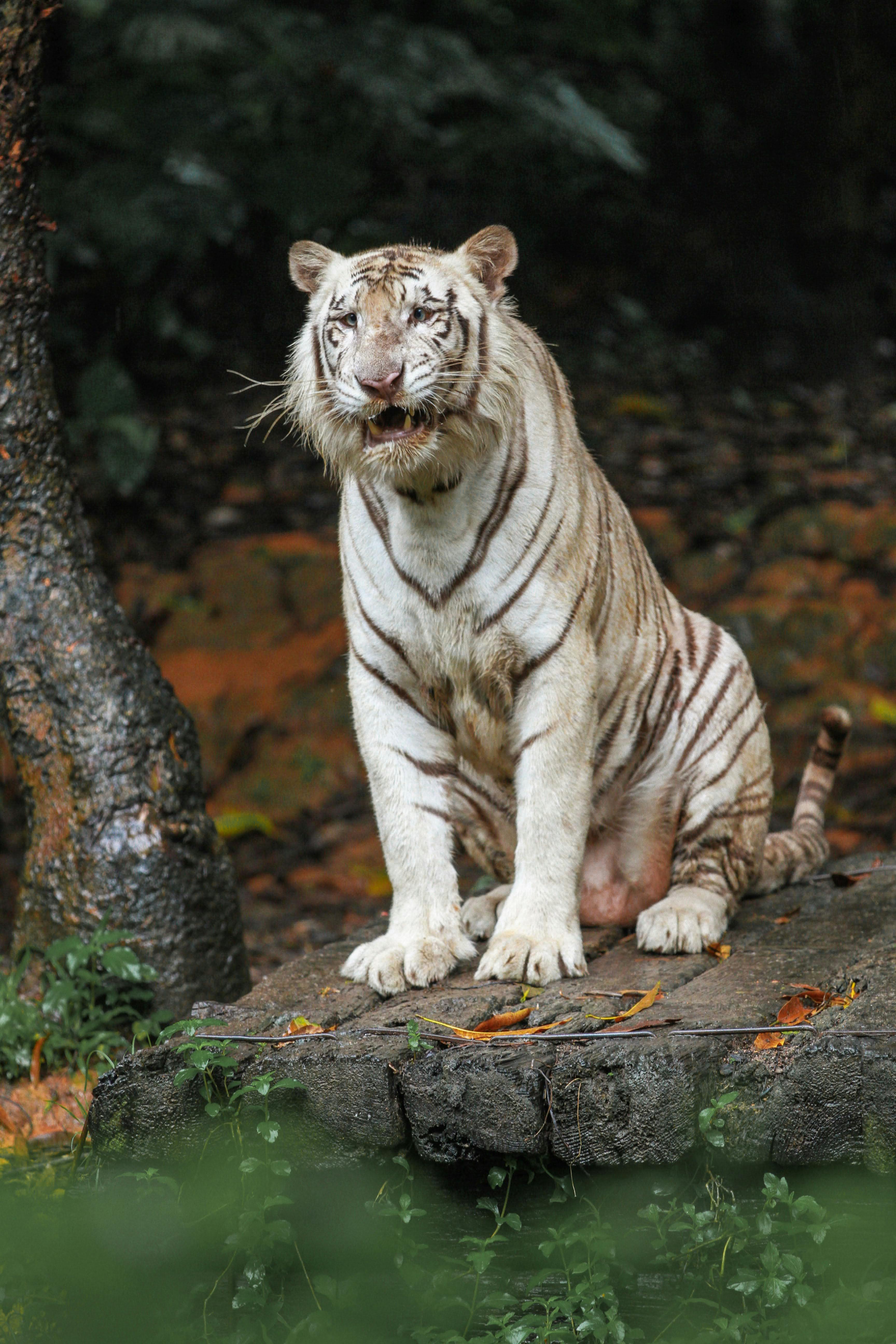 Tiger Sitting Photos, Download The BEST Free Tiger Sitting Stock Photos ...