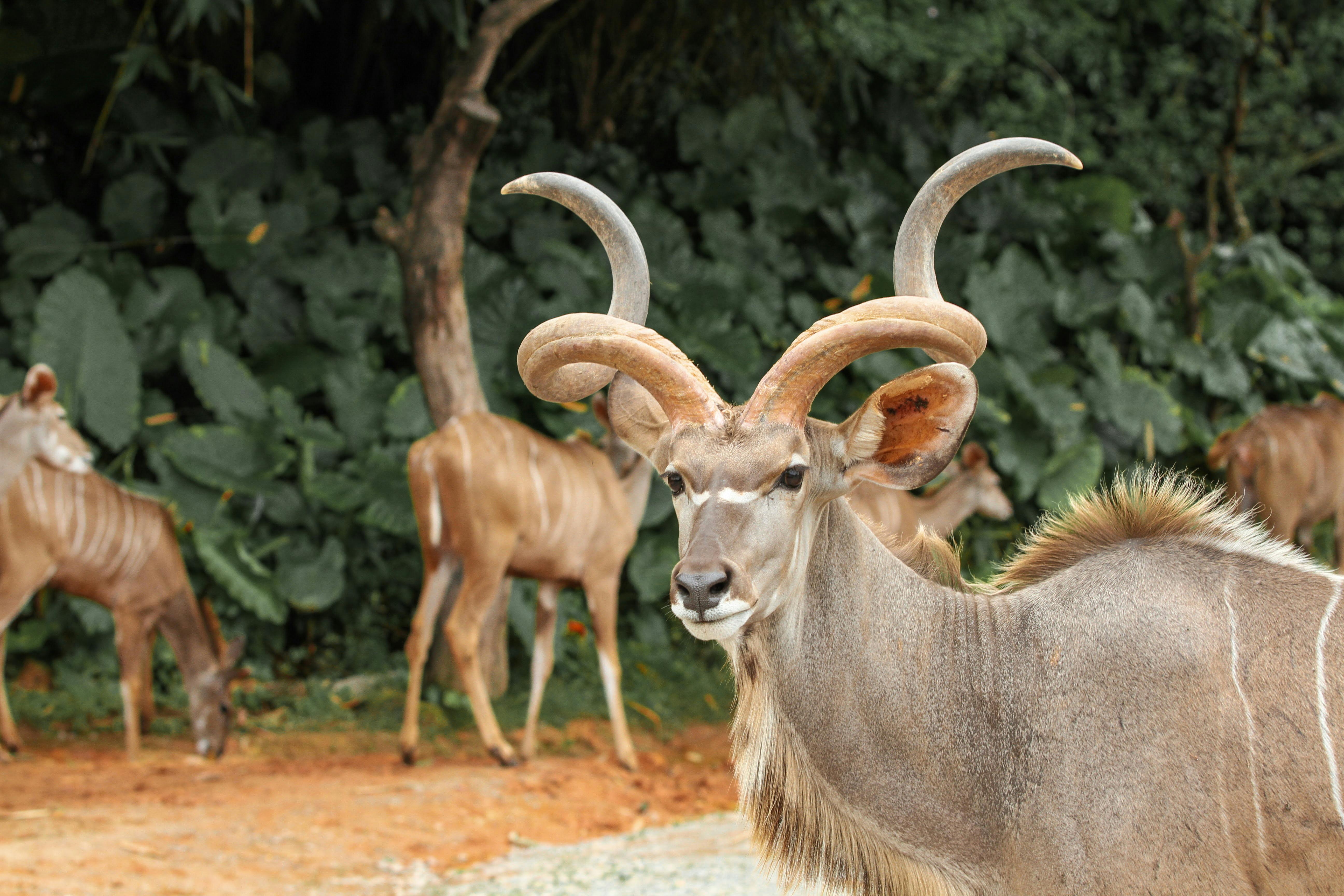 Kudu Animals in the Zoo · Free Stock Photo