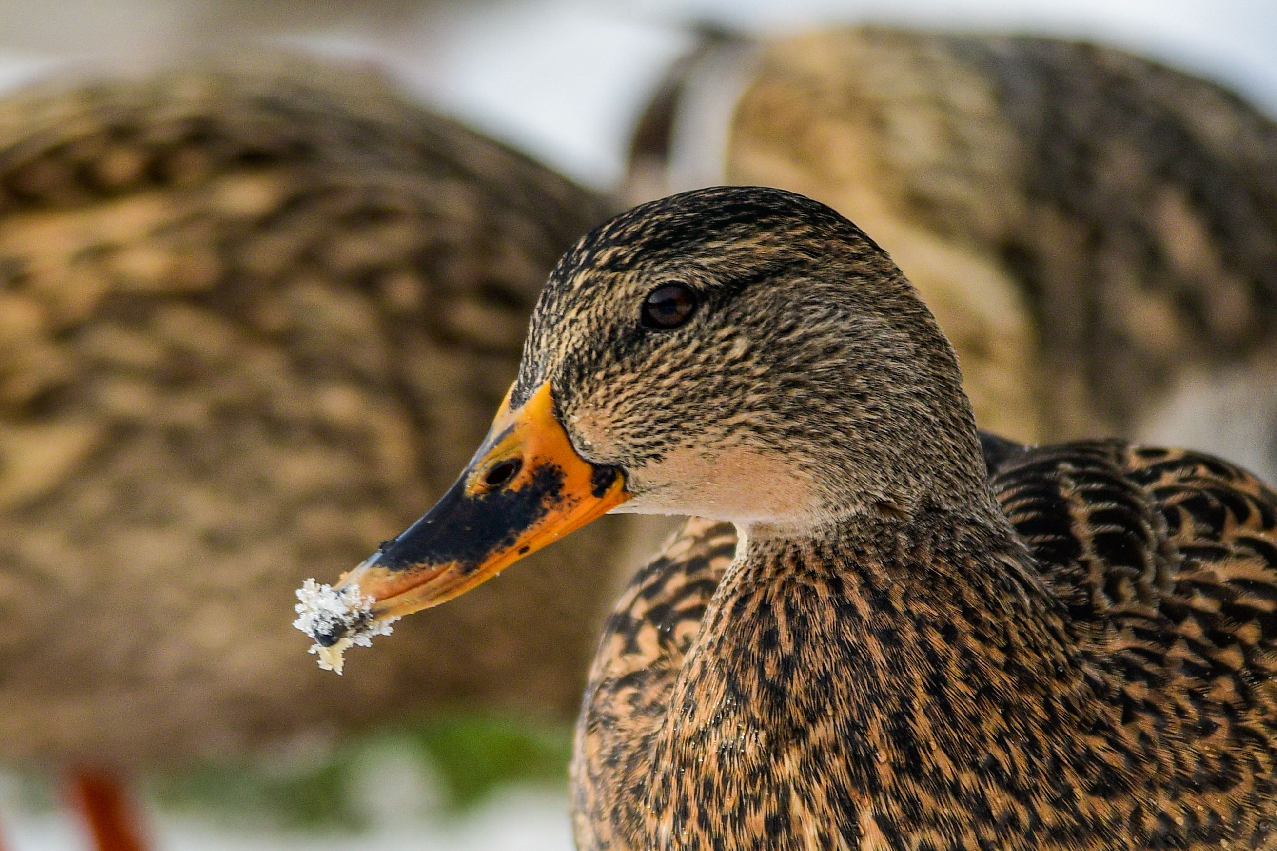 Portrait of Duck with Frost on Beak · Free Stock Photo