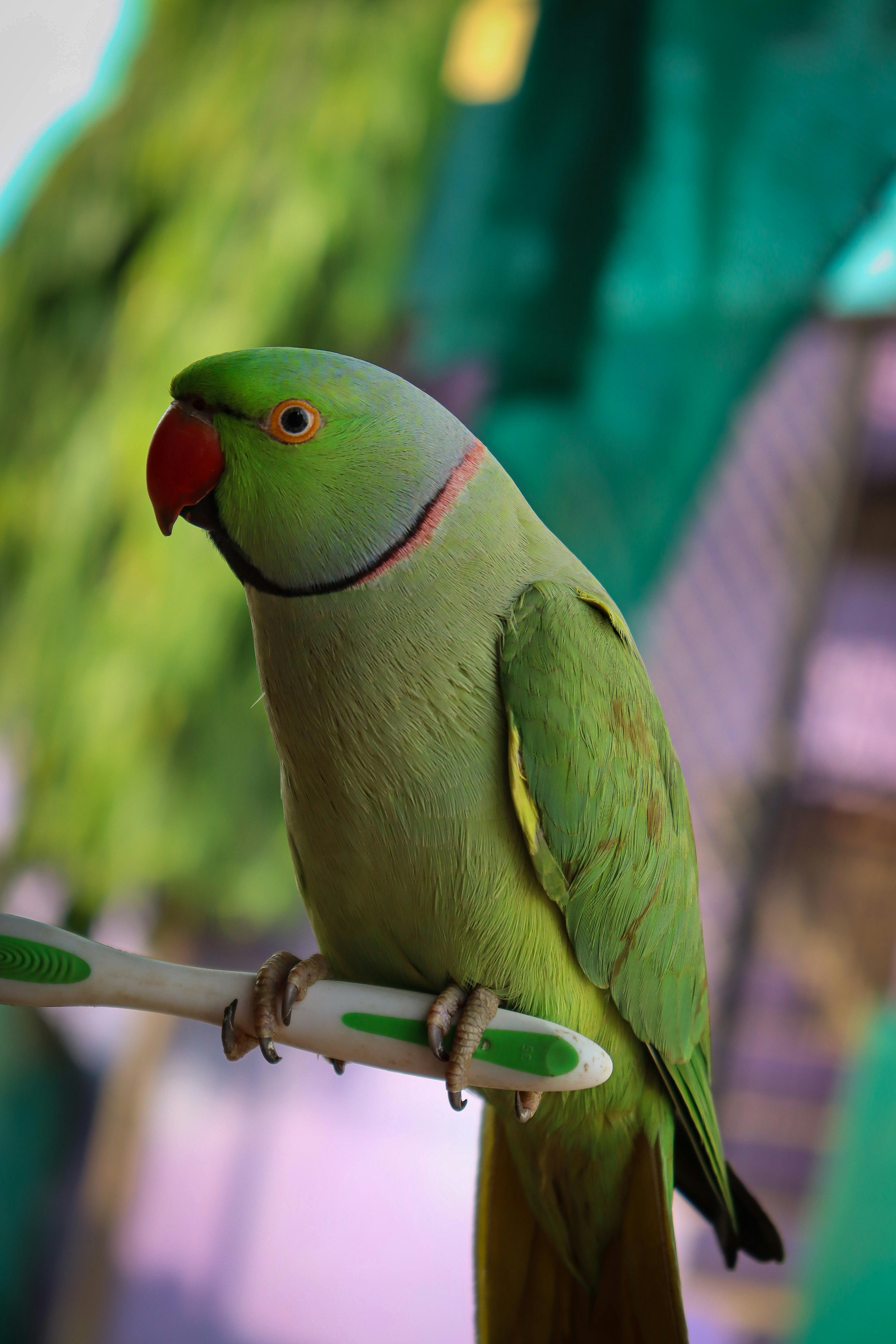 Parrot Images Photos, Download The BEST Free Parrot Images Stock Photos ...