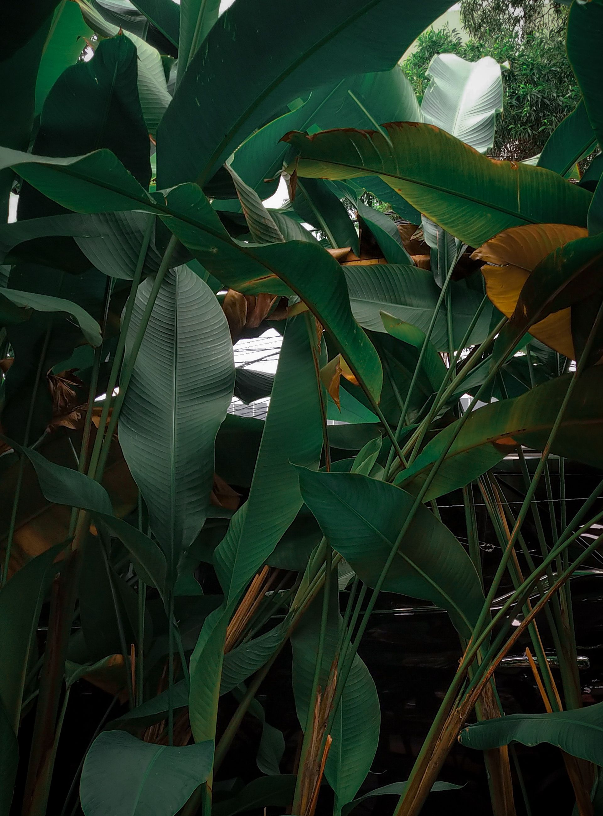 Green Oblate Leaf Plant · Free Stock Photo