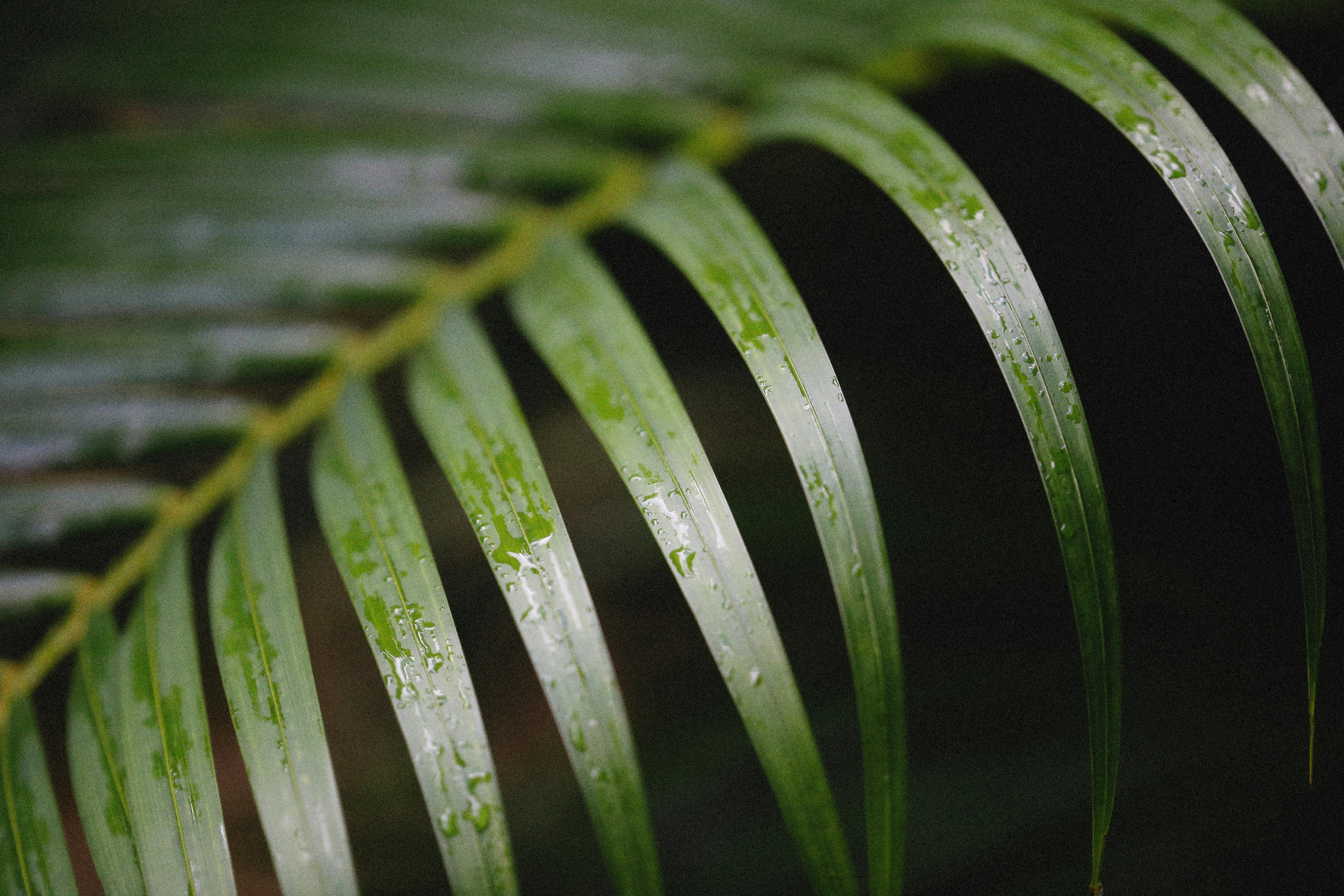 Close-up of a Palm Leaf · Free Stock Photo