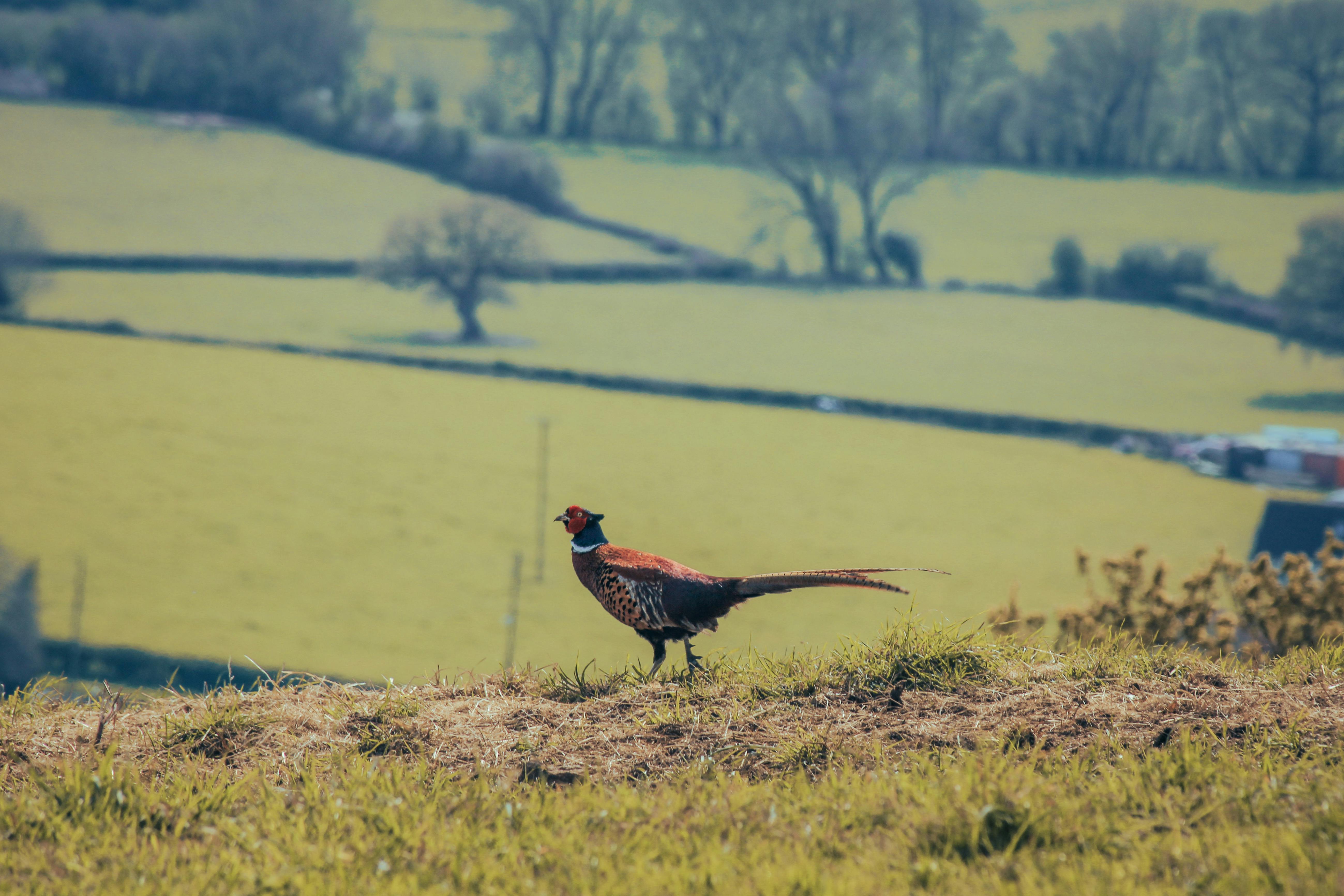 Pheasant Field Photos, Download The BEST Free Pheasant Field Stock ...