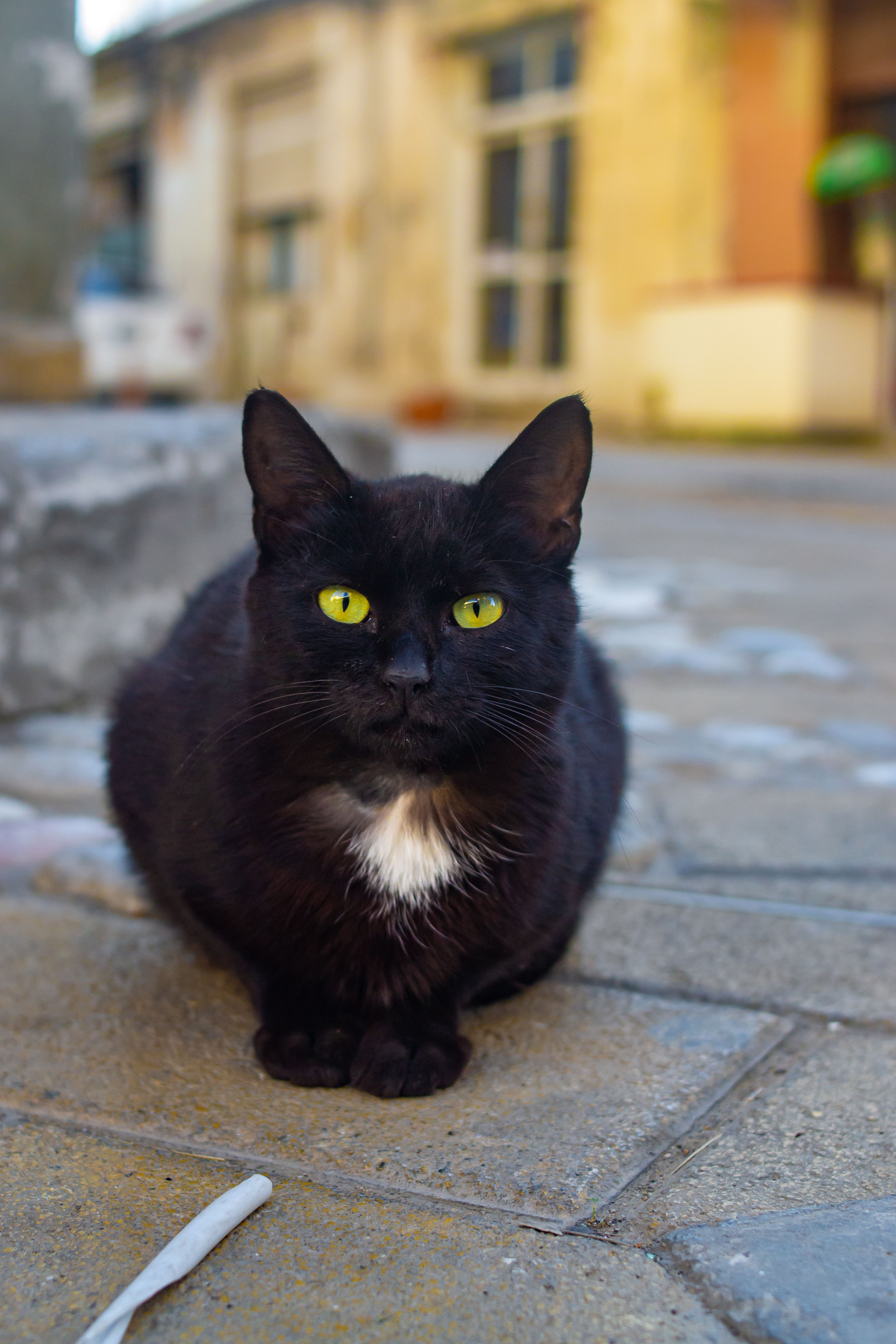 Furry Cute Cat Looking Away · Free Stock Photo