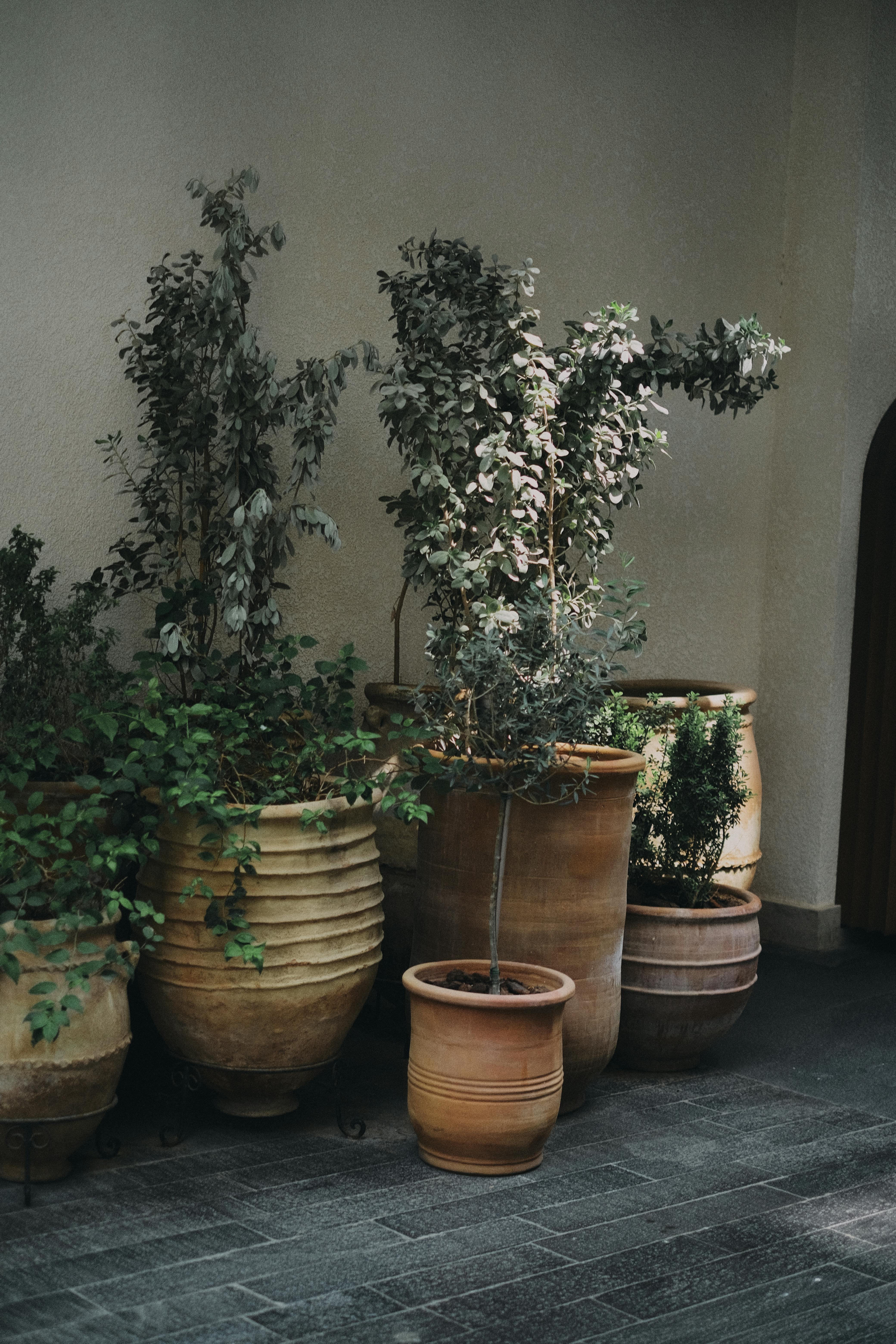 Plants Inside A Pot · Free Stock Photo