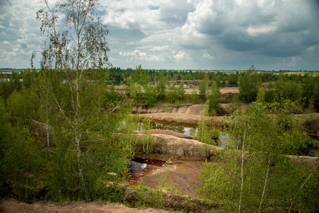 How Far Apart to Plant River Birch Trees for Healthy Growth?