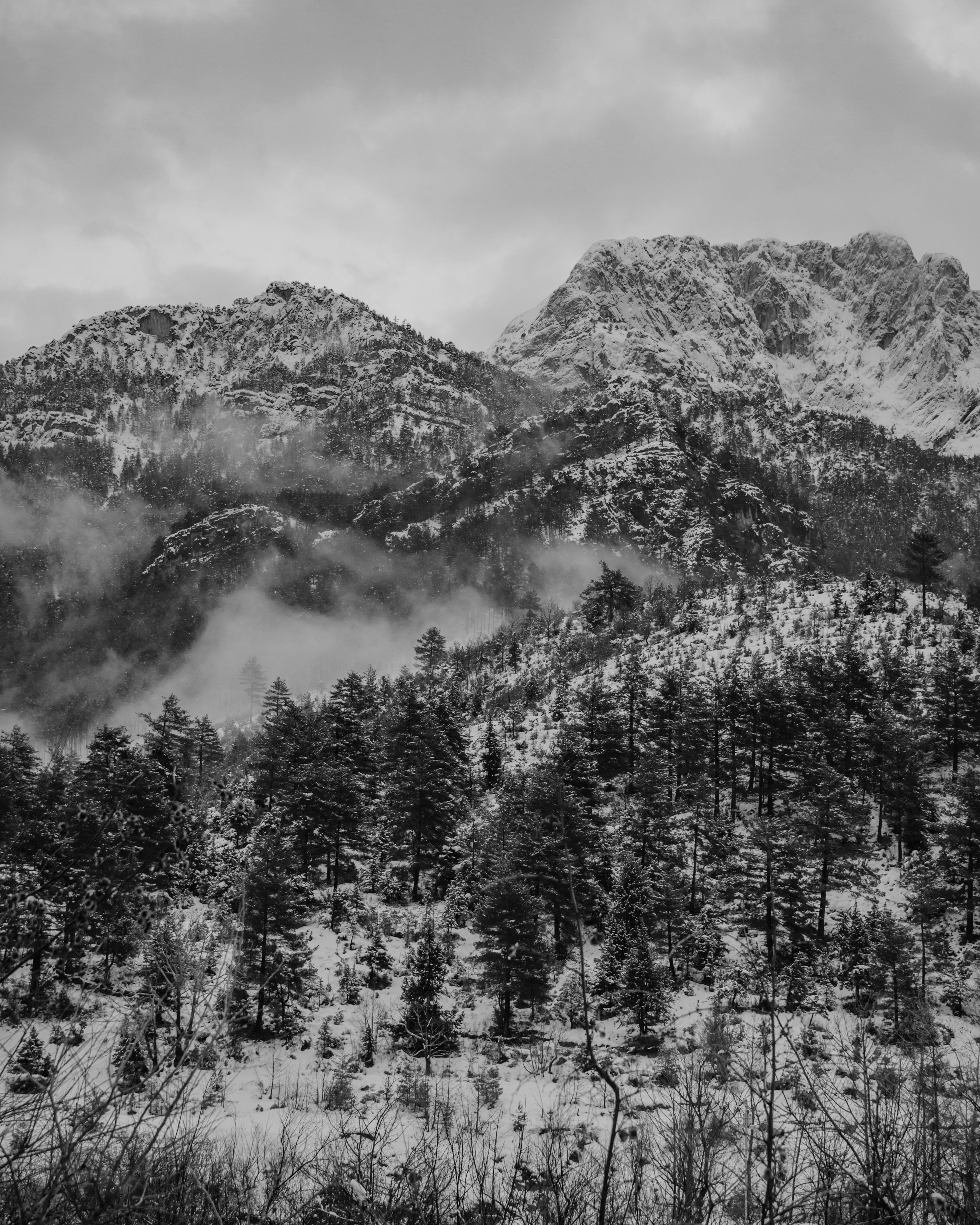 Grayscale Photo of Trees and a Mountain · Free Stock Photo